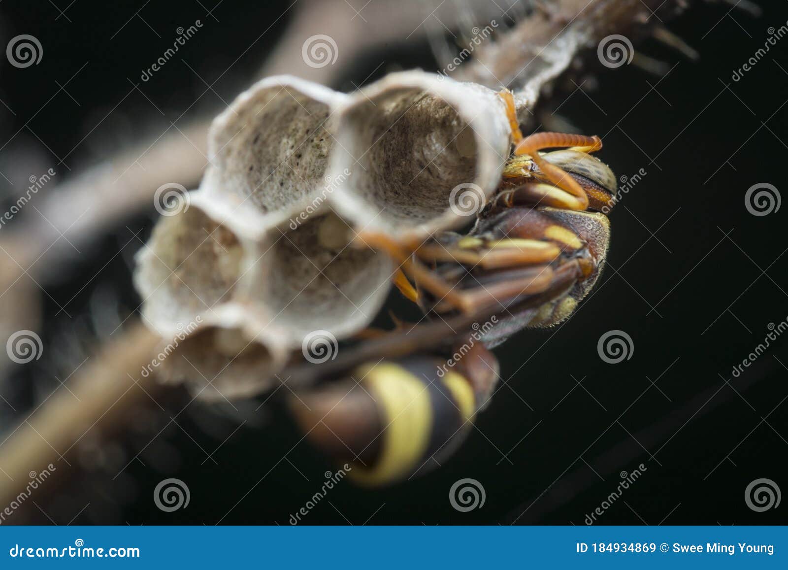 Close Up Shot of Paper Wasp Bee on Its Nest Stock Image - Image of comb ...