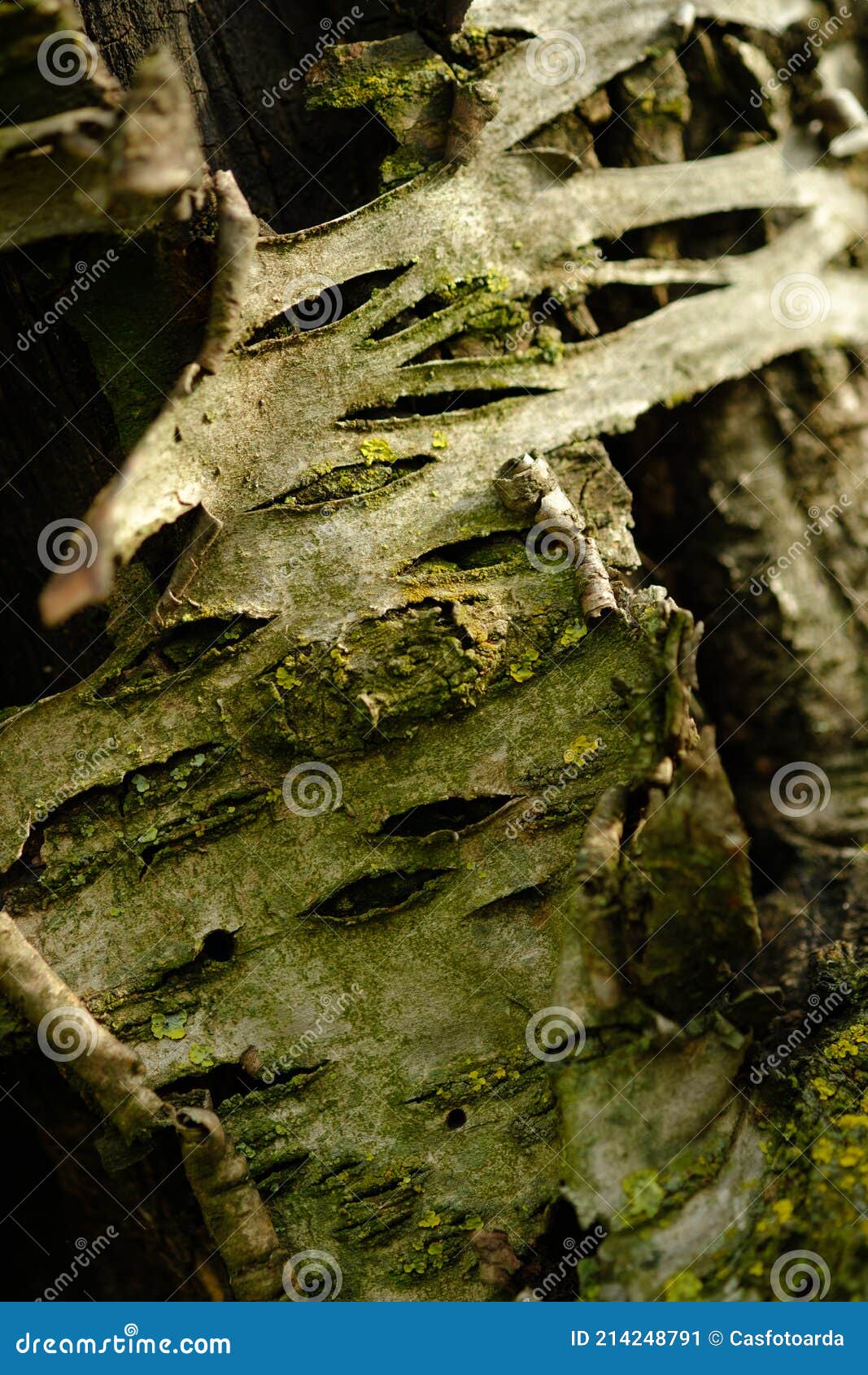 Close Up Shot of a Peeled Texture of a Tree Stock Image - Image of ...