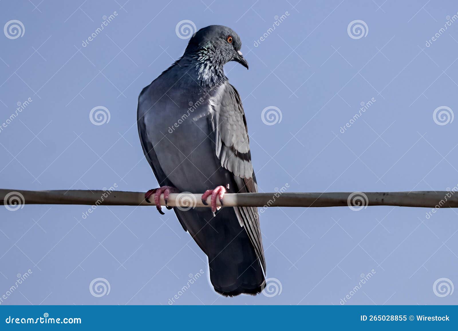 Close-up Shot of a Pigeon Sitting on a Wire Stock Image - Image of ...