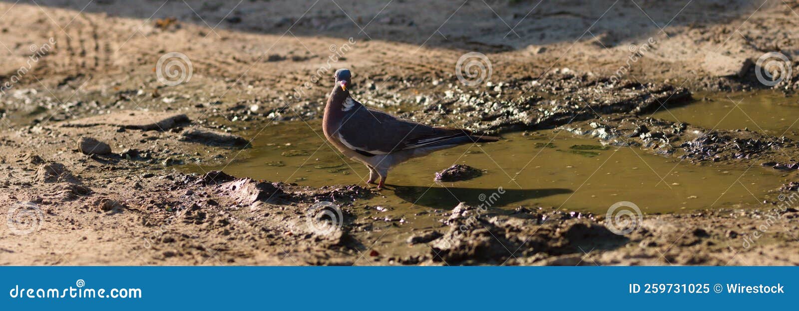 Close-up Shot of a Pigeon Standing in a Muddy Puddle Stock Image ...