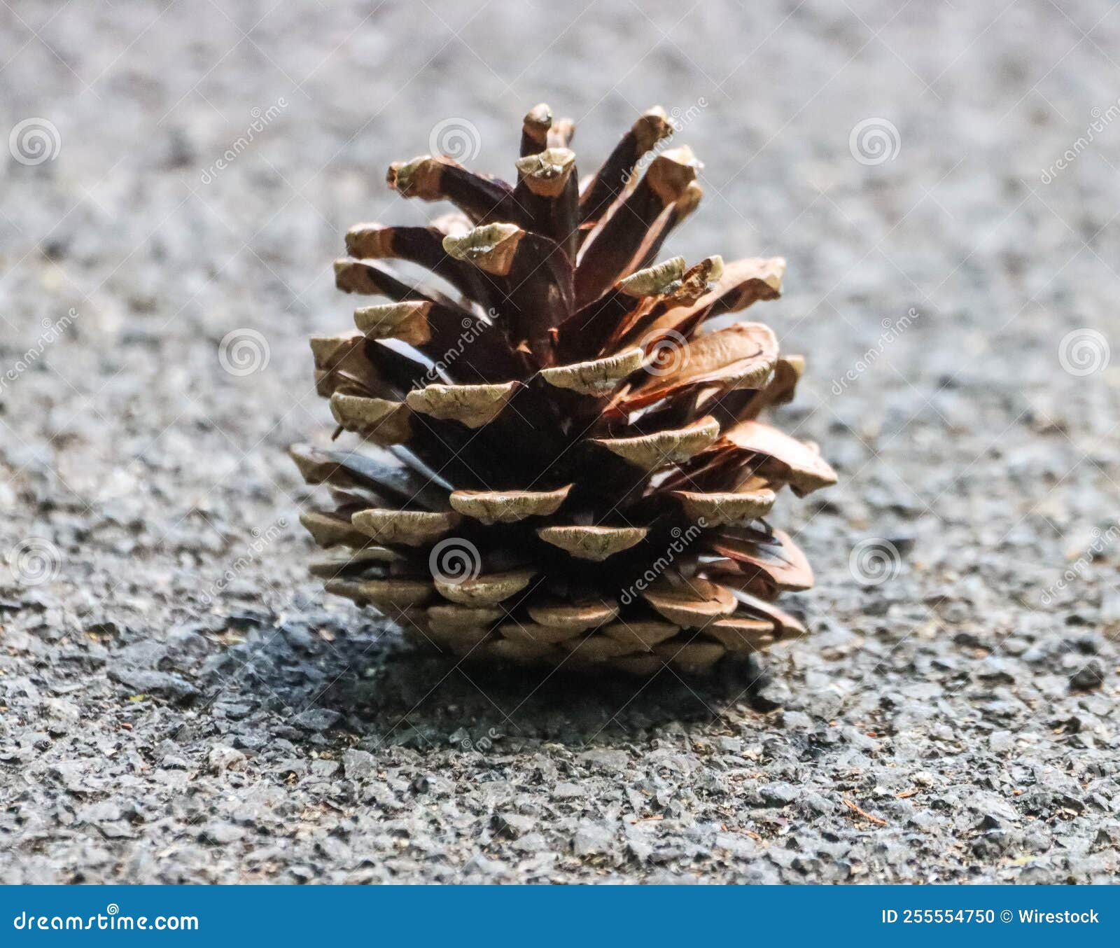 Close-up Shot of a Pine Cone on Asphalt Stock Photo - Image of ...