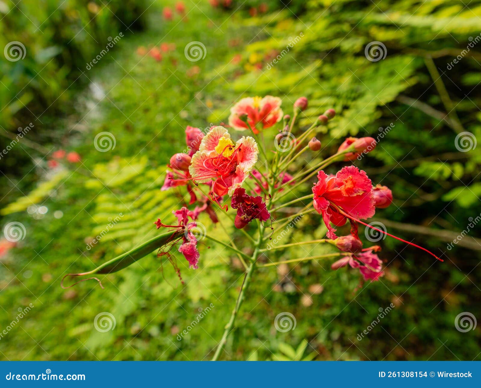 Close-up Shot of Pink Peacock Flowers Stock Photo - Image of garden ...