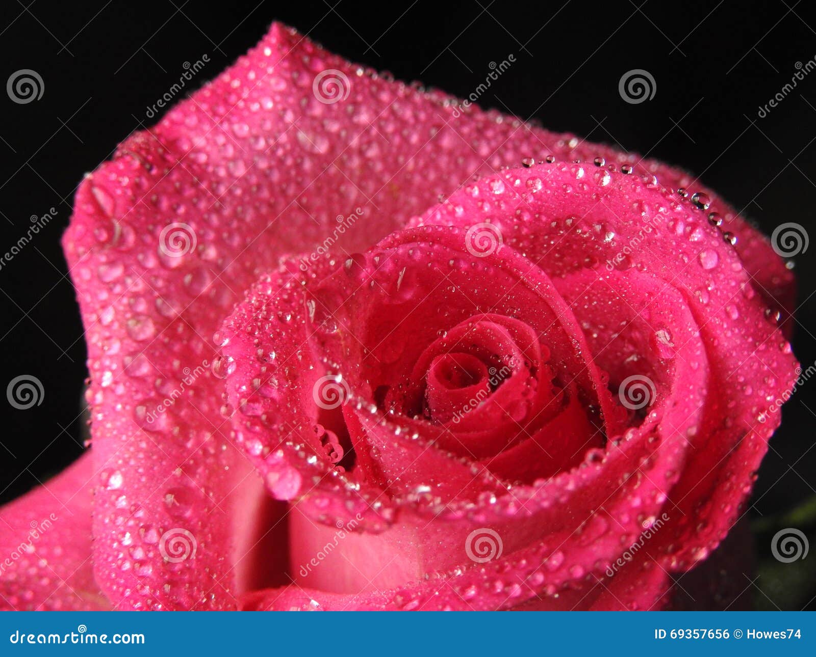 Close Up Shot of Pink Rose with Rain Drops Depth Stock Photo - Image of ...