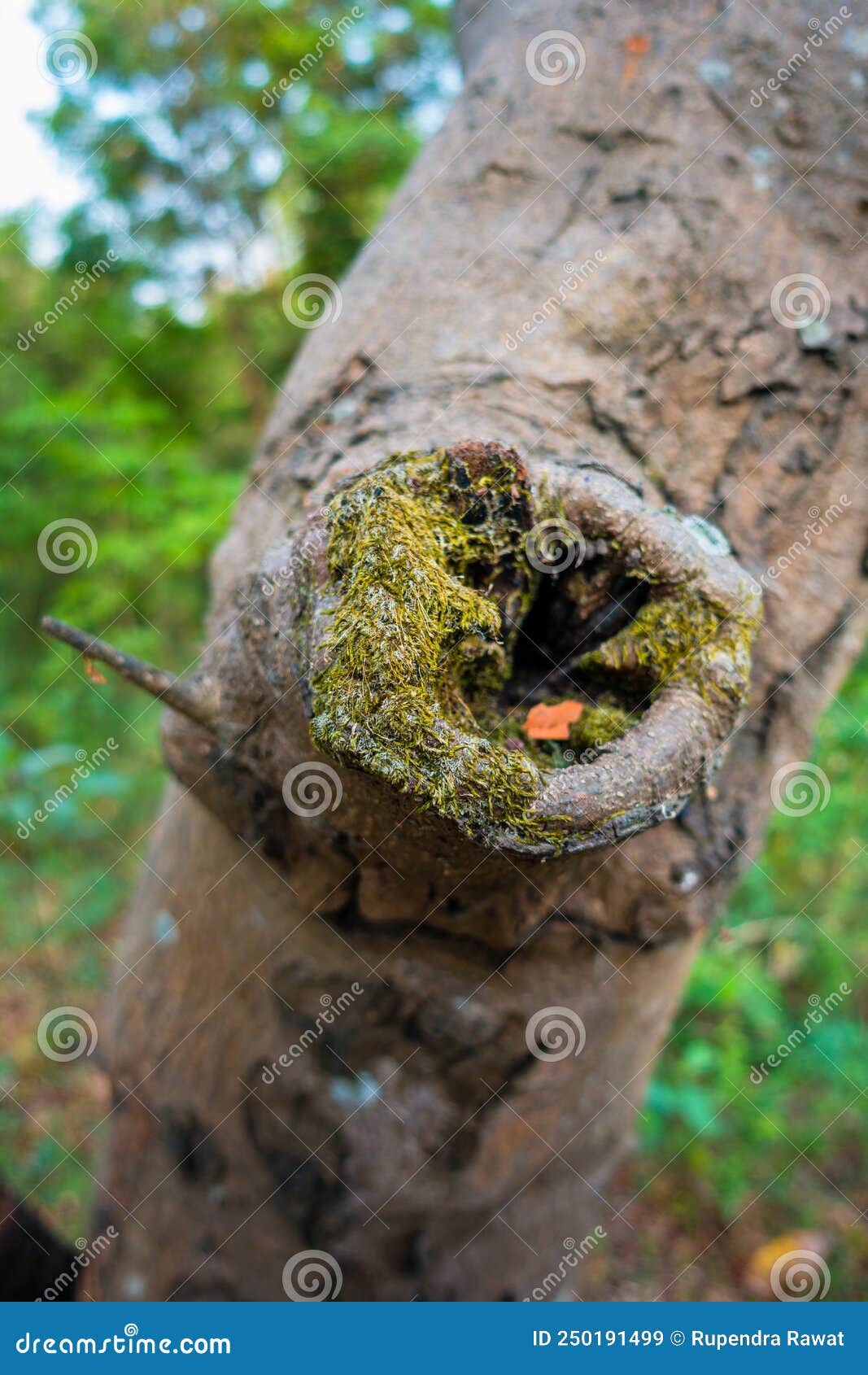 A Close Up Shot of a Pruning Cut Wound Healing of a Tree. Uttarakhand ...