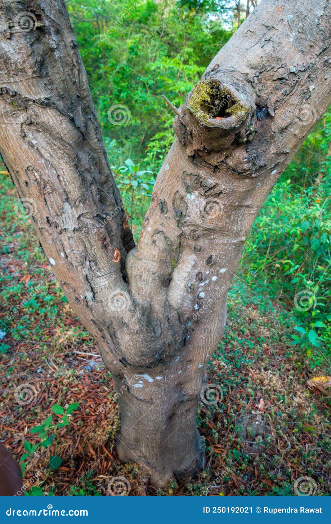A Close Up Shot of a Pruning Cut Wound Healing of a Tree. Uttarakhand ...