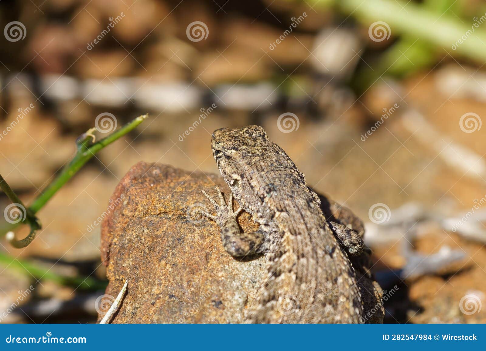 Close-up Shot of a Quick Lizard Perched on a Rock in a Sandy Desert ...