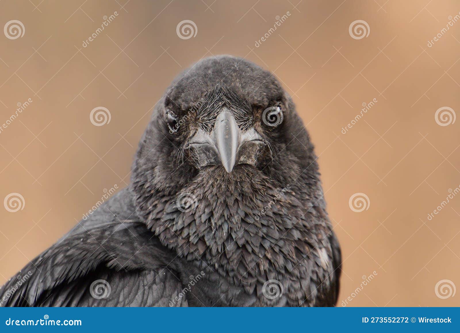 Close-up Shot of a Raven Looking Straight at the Camera. Stock Photo ...