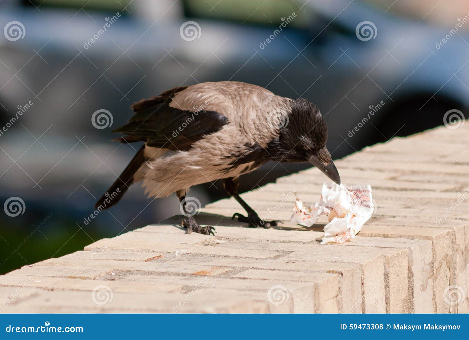 Close-up Shot of Raven with Paper Garbage Stock Photo - Image of bird ...