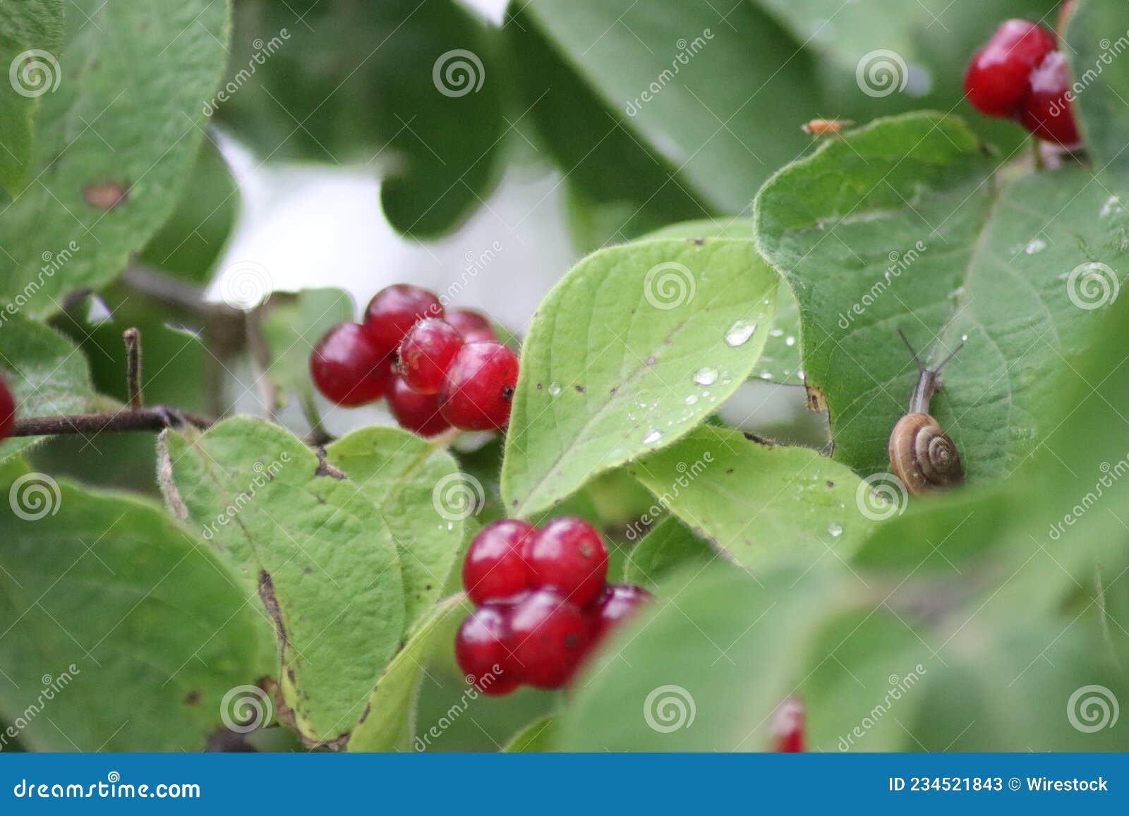 Close-up Shot of Red Berries and a Snail on a Leaf Stock Image - Image ...
