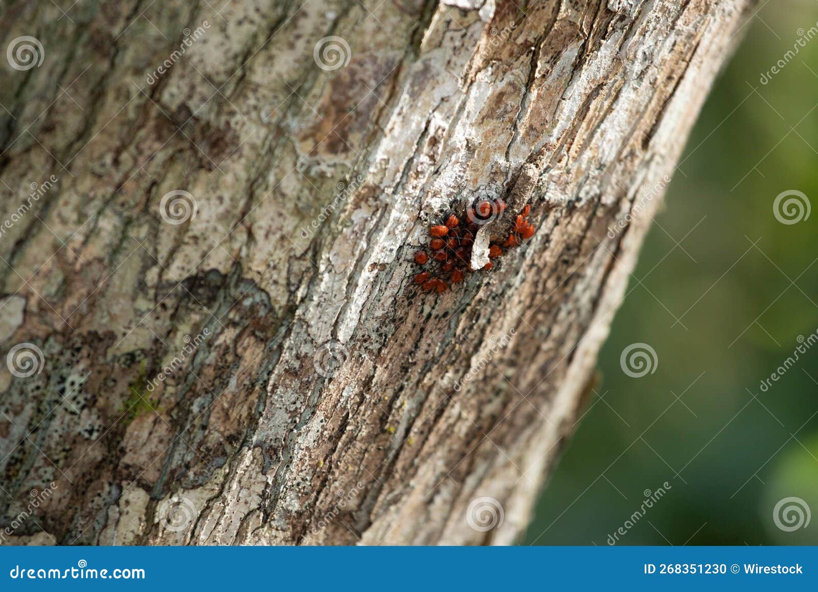Close-up Shot of Red Bugs on a Tree Bark Stock Photo - Image of scenic ...