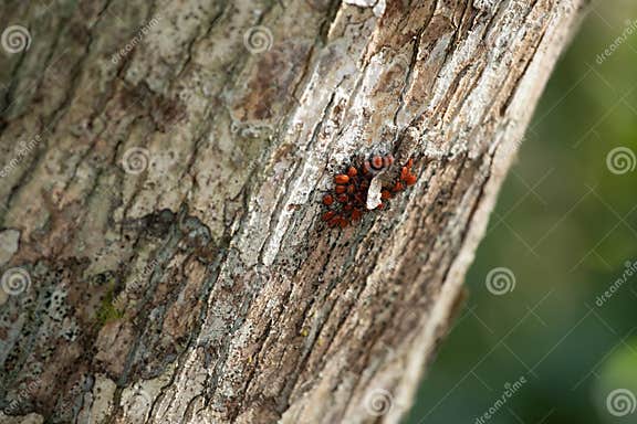 Close-up Shot of Red Bugs on a Tree Bark Stock Photo - Image of scenic ...