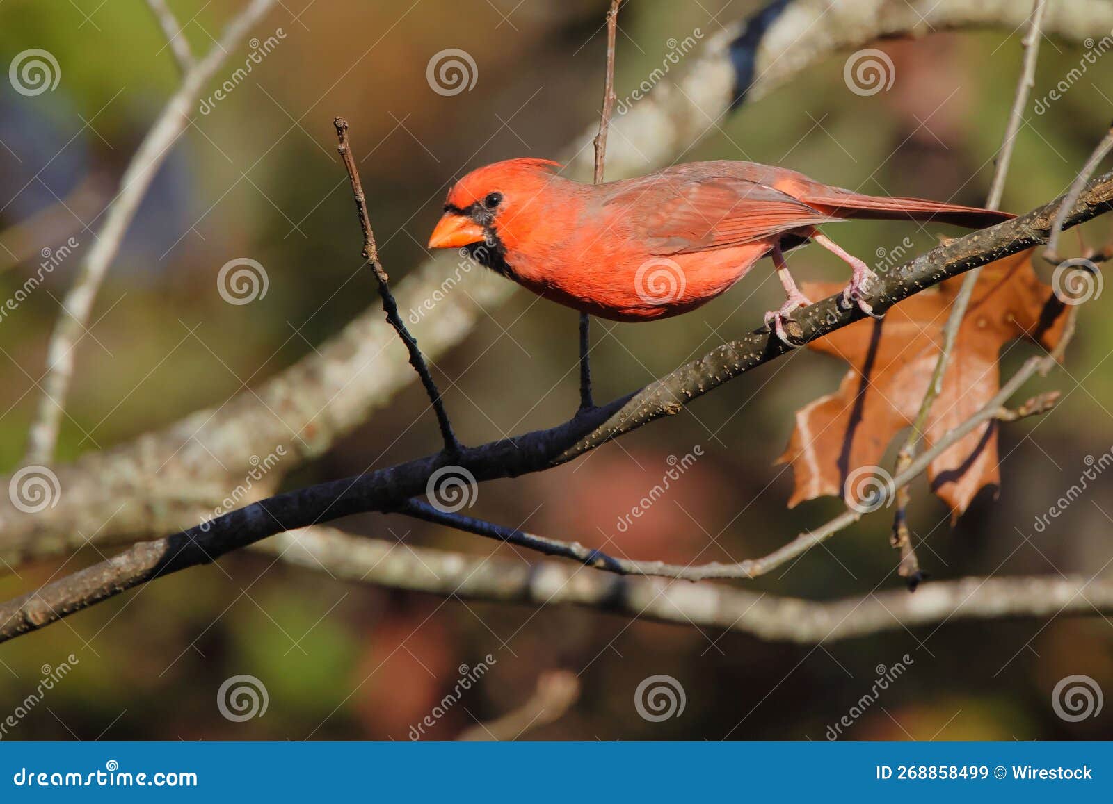 Close-up Shot of a Red Cardinal Sitting on a Branch Stock Image - Image ...