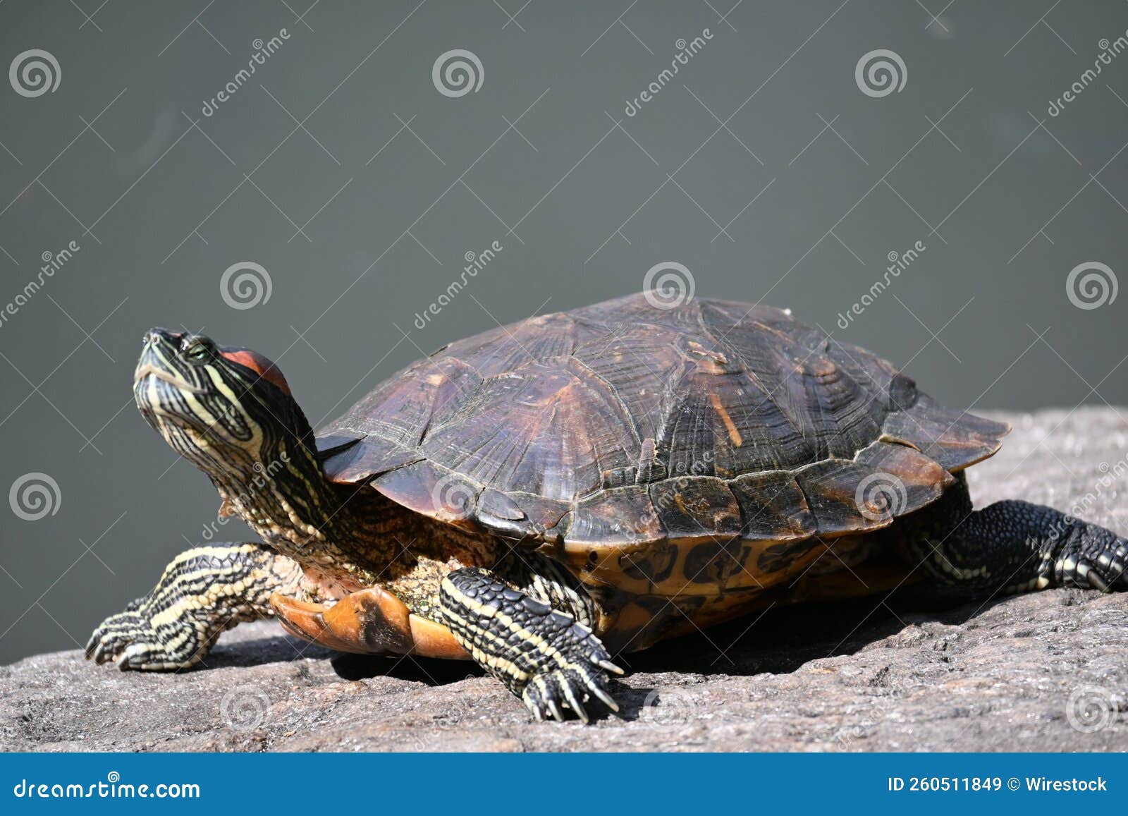Close-up Shot of a Red-eared Slider (Trachemys Scripta Elegans) Resting ...