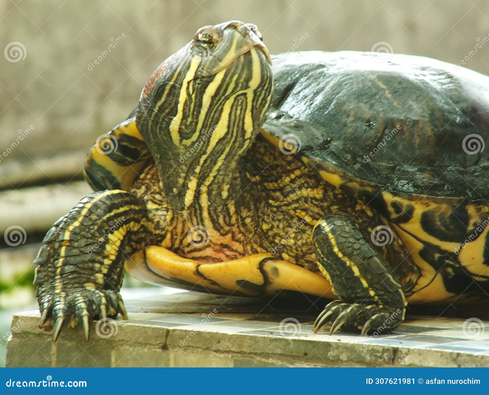 A Close Up Shot of a Red Eared Turtle, Trachemys Scripta Elegans Stock ...