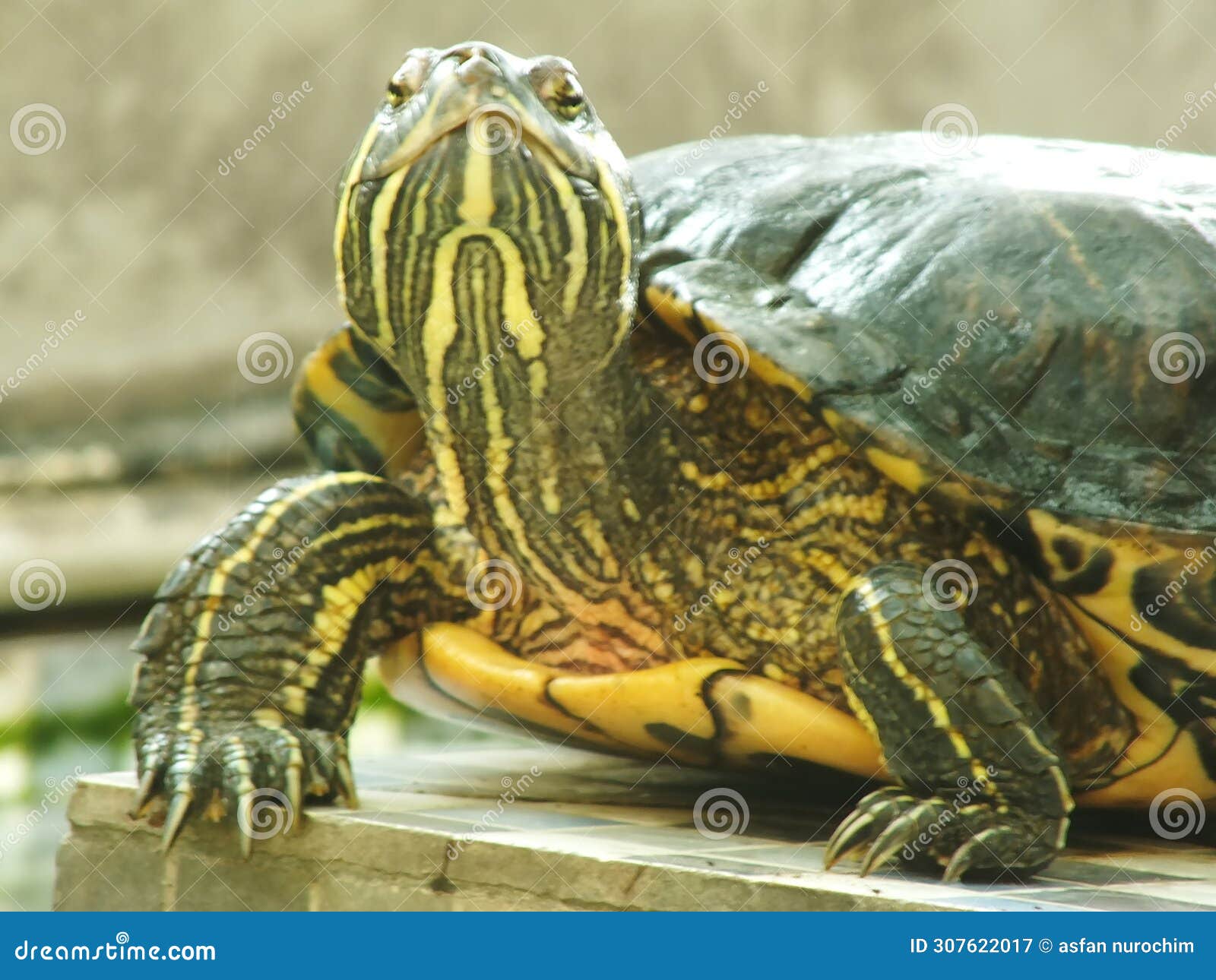A Close Up Shot of a Red Eared Turtle, Trachemys Scripta Elegans Stock ...