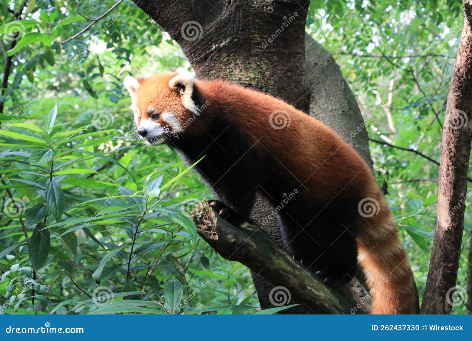 Close-up Shot of a Red Panda on a Tree Stock Photo - Image of mammal ...