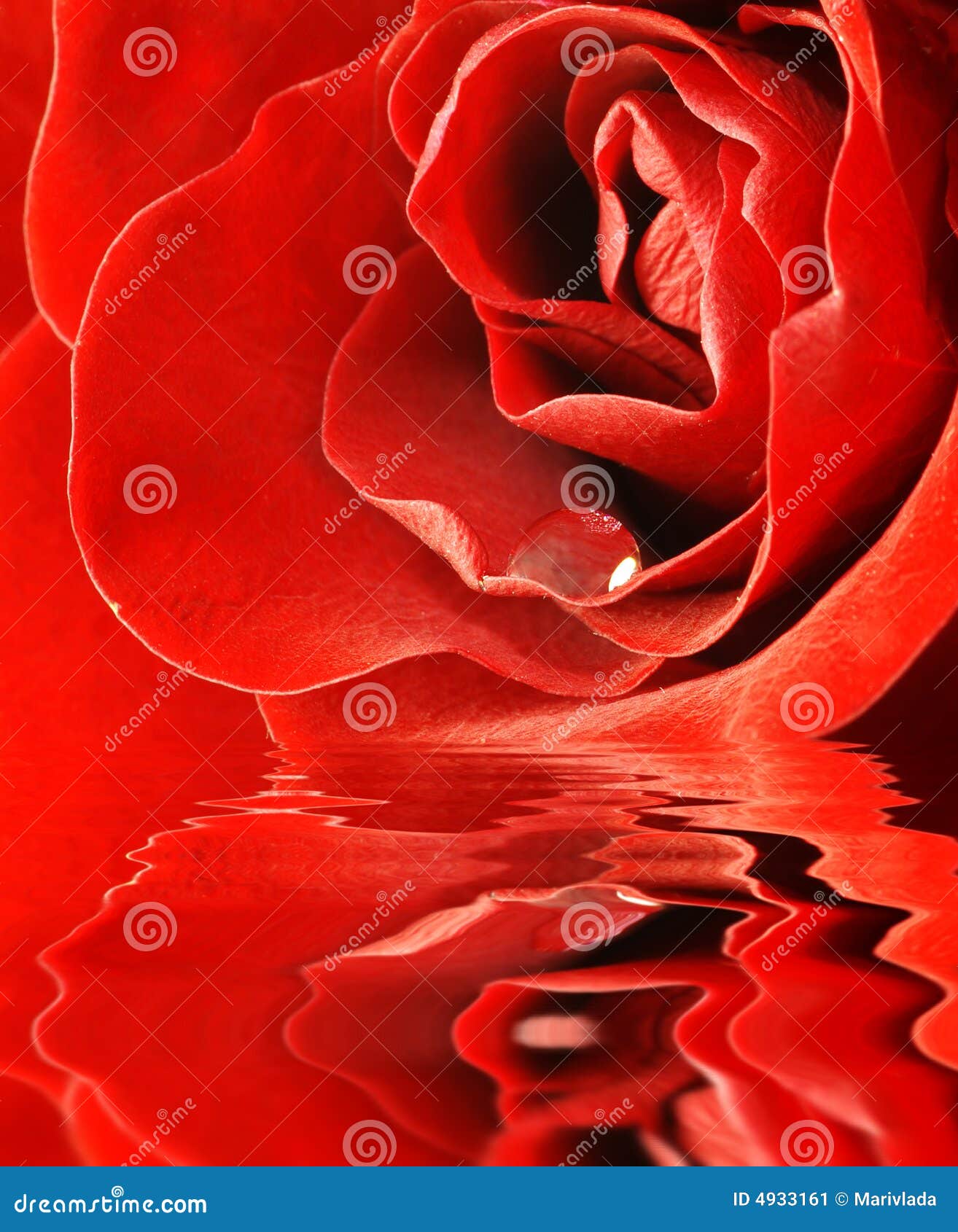 Close up shot of red rose stock image. Image of petal - 4933161