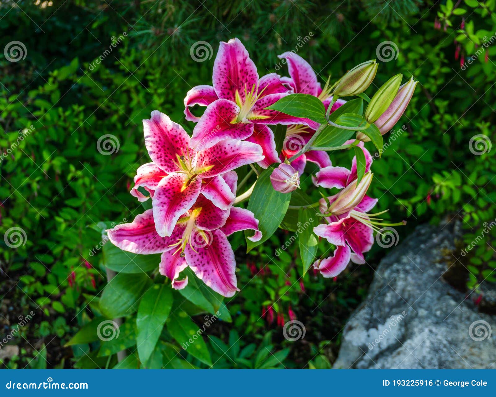 Spotted Flowers Close-up 5 stock photo. Image of blossoms - 193225916