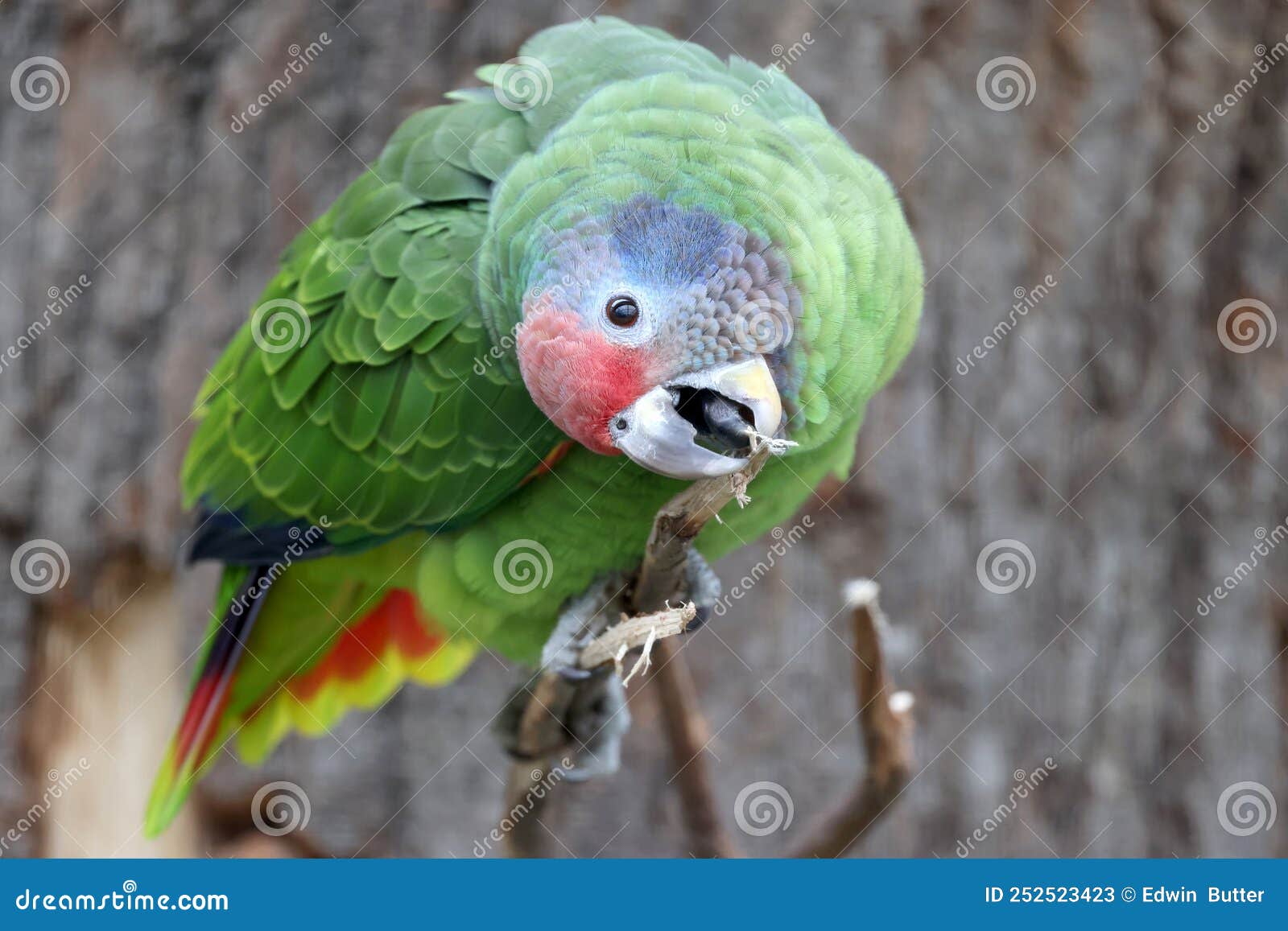Close Up Shot of Red-tailed Amazon Stock Image - Image of green ...