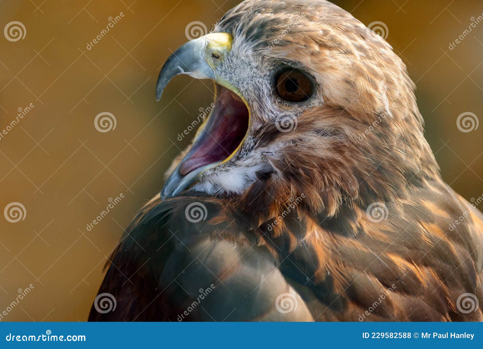 A Close-up Shot of a Red Tailed Buzzard Stock Photo - Image of ...