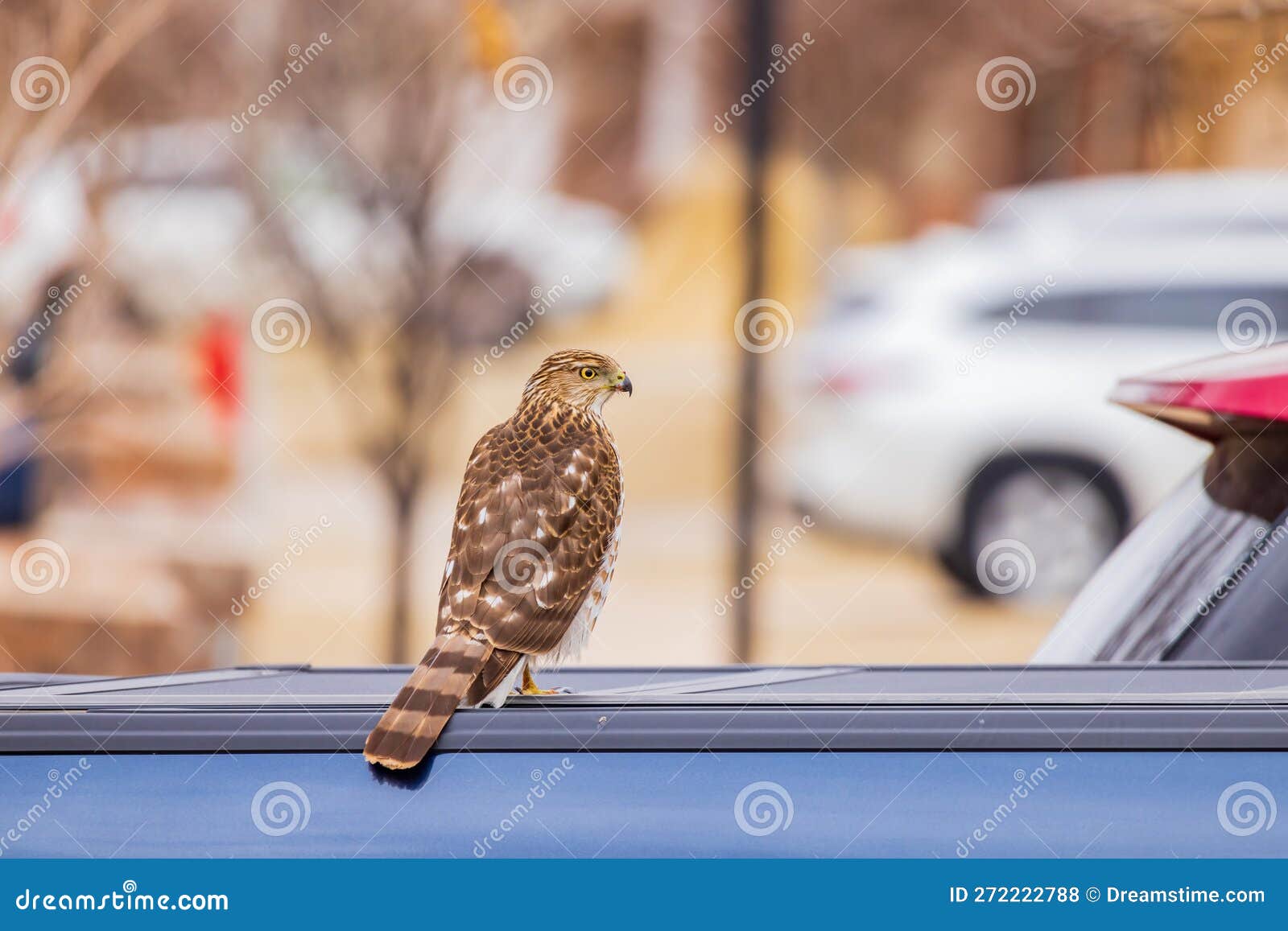 Close Up Shot of Red-tailed Hawk on a Truck Stock Photo - Image of ...