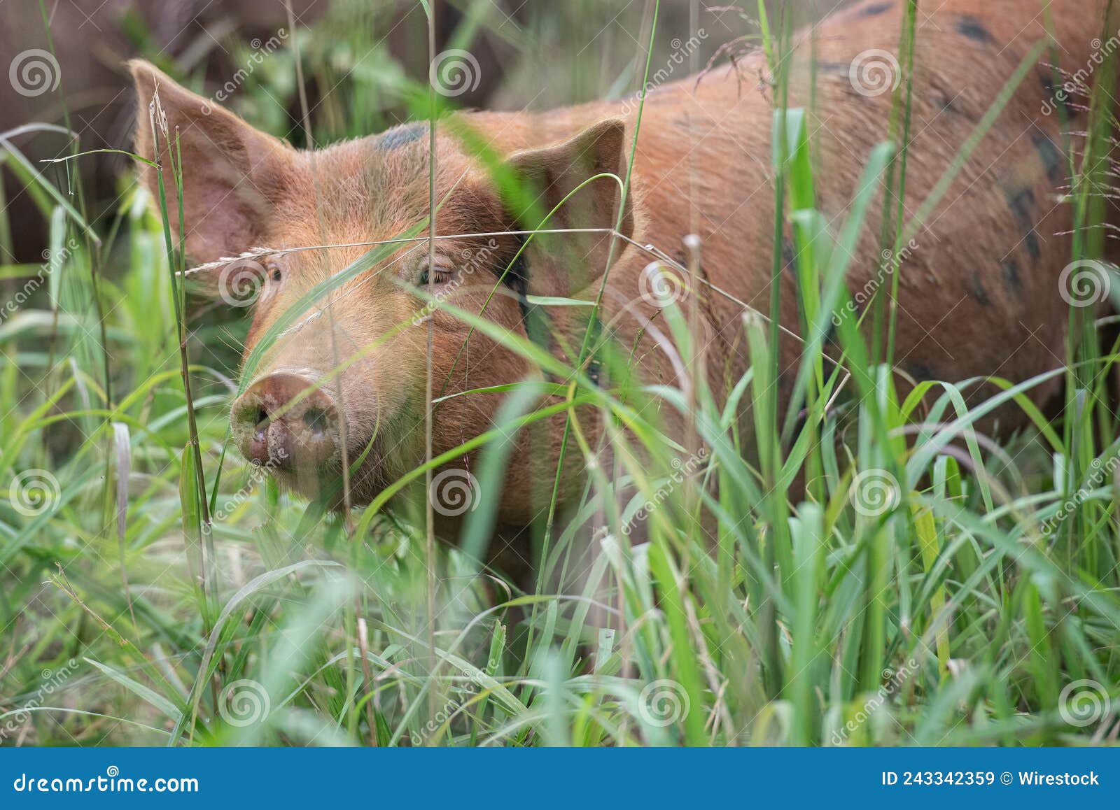 Red Wattle Pig Stock Photos - Free & Royalty-Free Stock Photos from ...