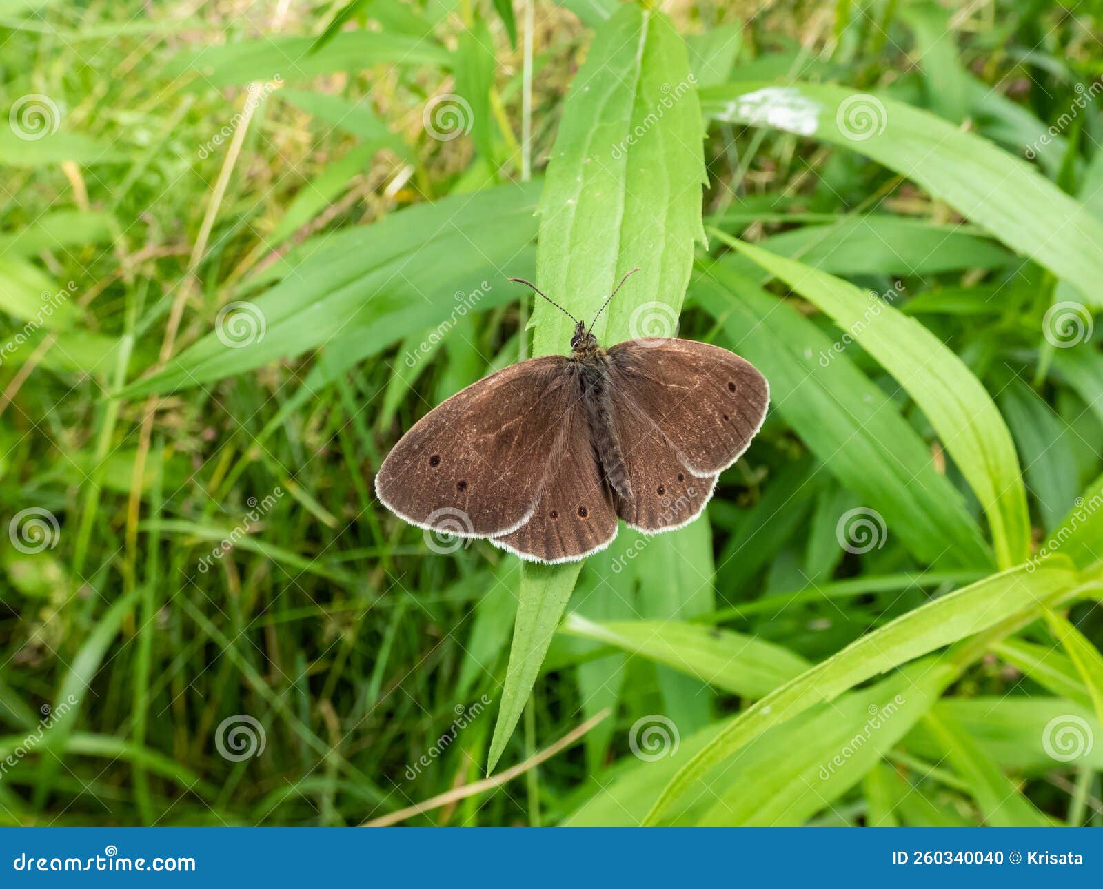 Close-up Shot of the Ringlet (Aphantopus Hyperantus) in Summer ...
