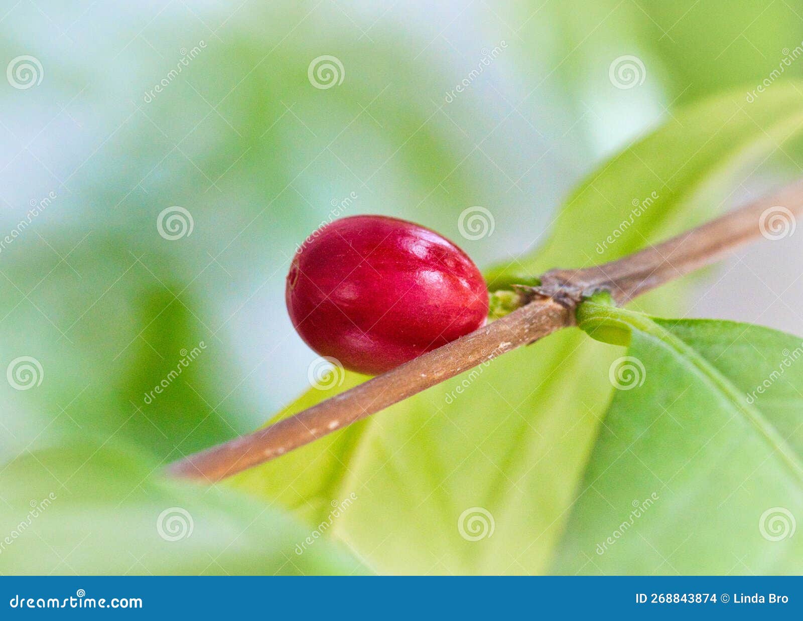 Close Up Shot of a Ripe Coffee Cherry Stock Photo - Image of coffee ...