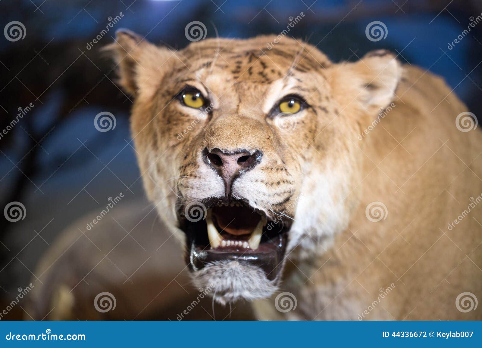 Close-up Shot of Roaring Lion Stock Photo - Image of animal, pride ...