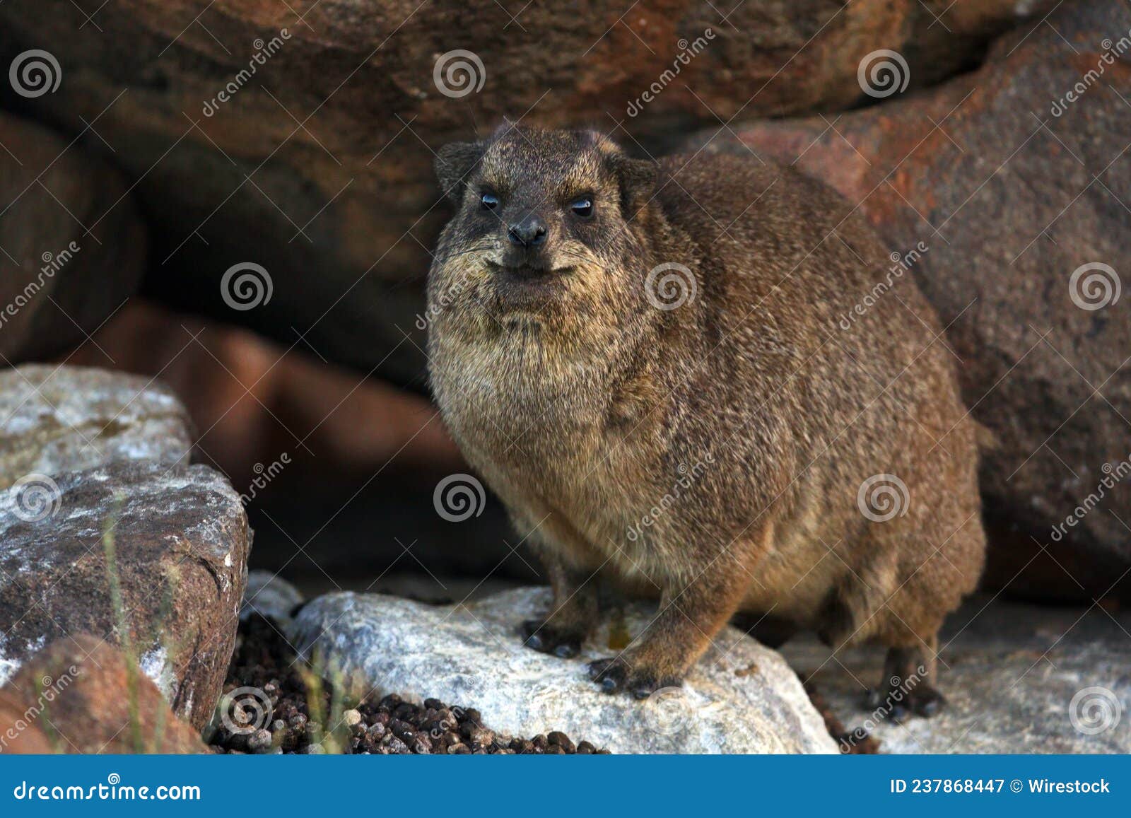 Close-up Shot of a Rock Hyrax Standing on the Rocks in Namibia Stock ...