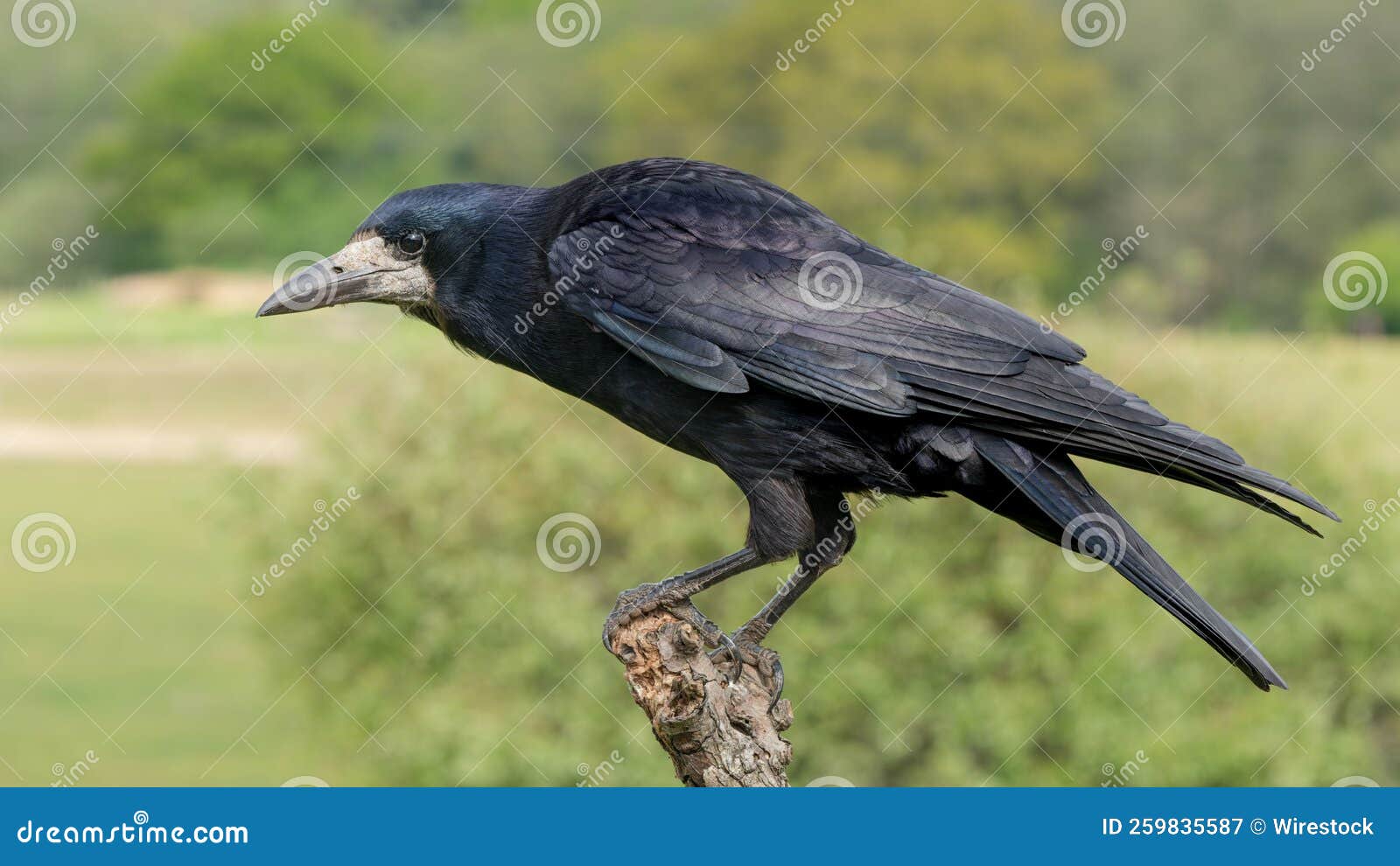 Close-up Shot of a Rook Sitting on a Branch Stock Image - Image of rook ...
