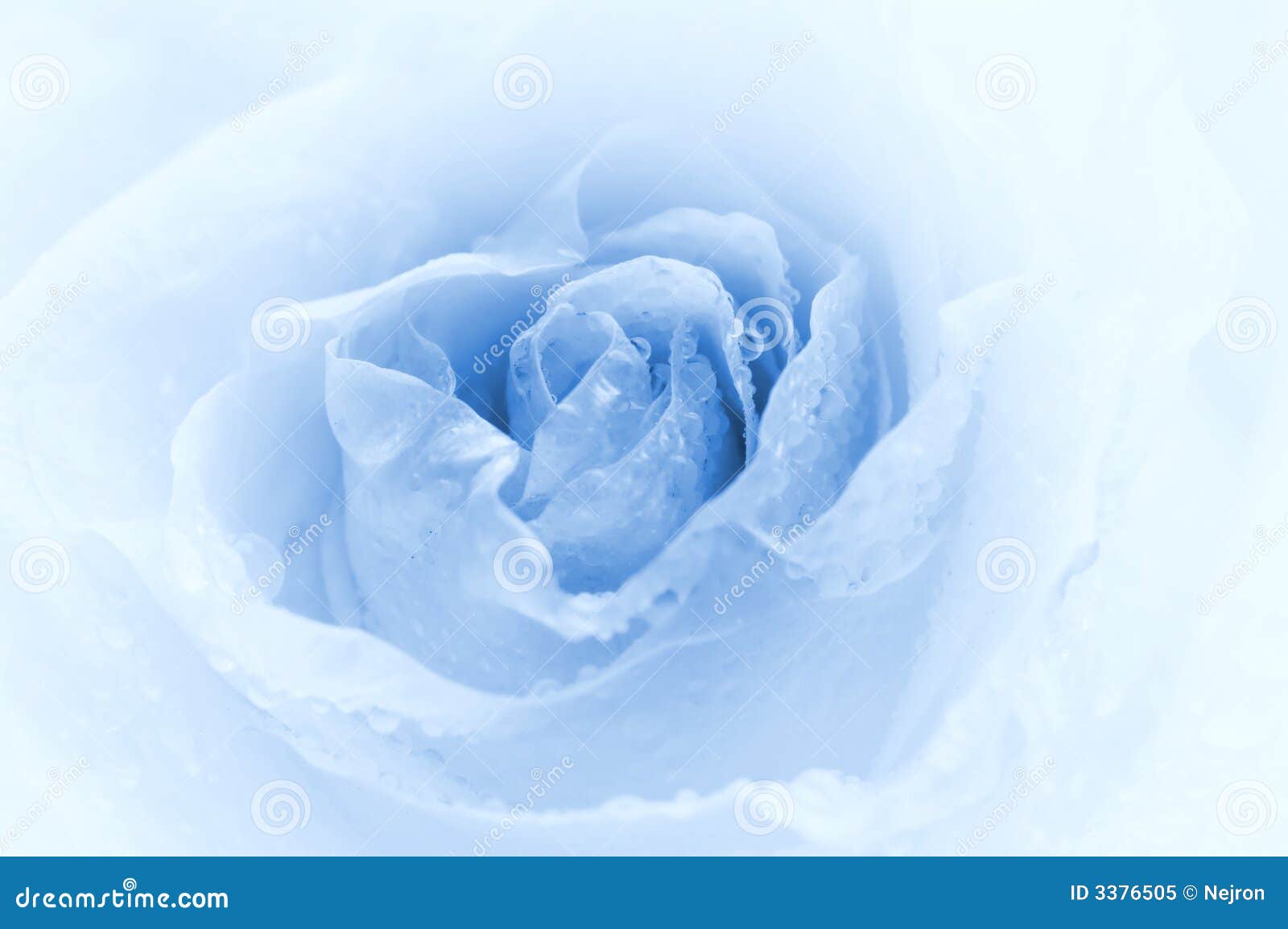 Close-up shot of a rose stock image. Image of flower, open - 3376505
