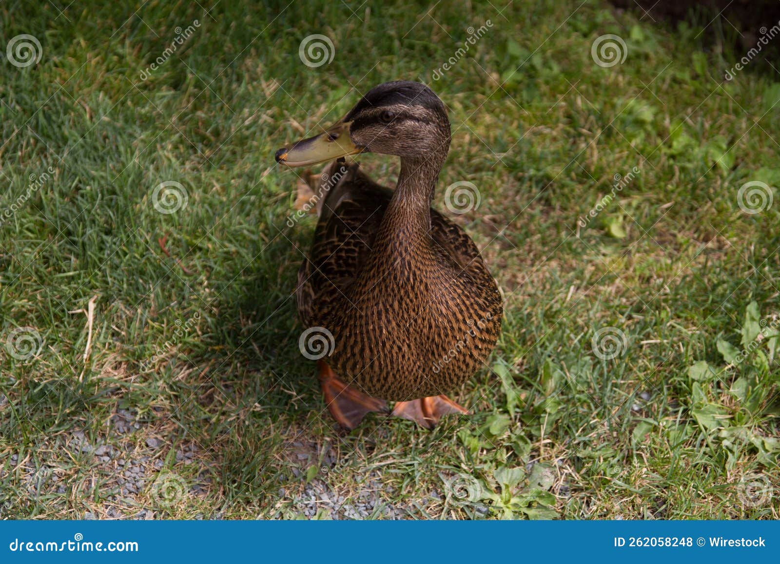 Close-up Shot of a Rouen Duck in a Grass Stock Photo - Image of cute ...