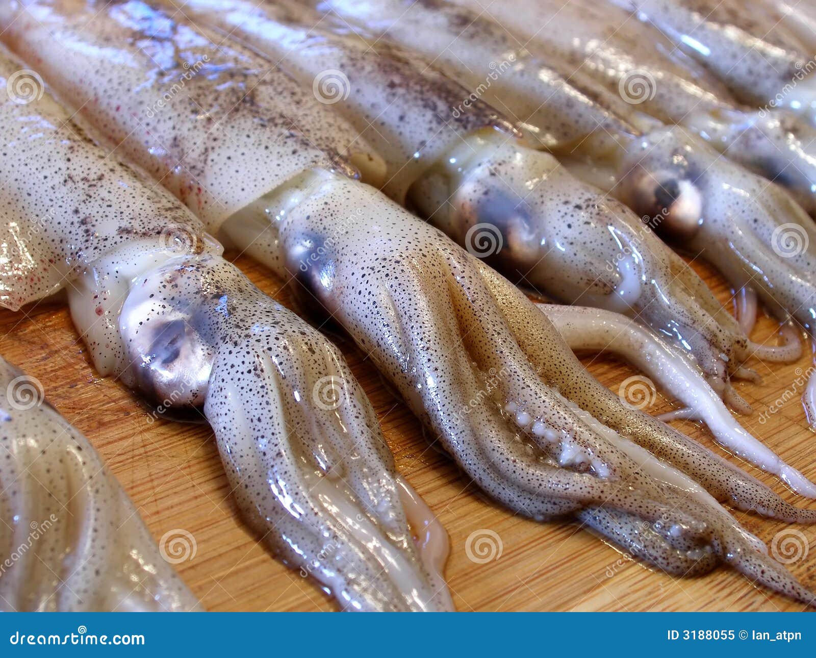 Close Up Shot of Row of Squid Stock Image - Image of slimy, tentacles ...