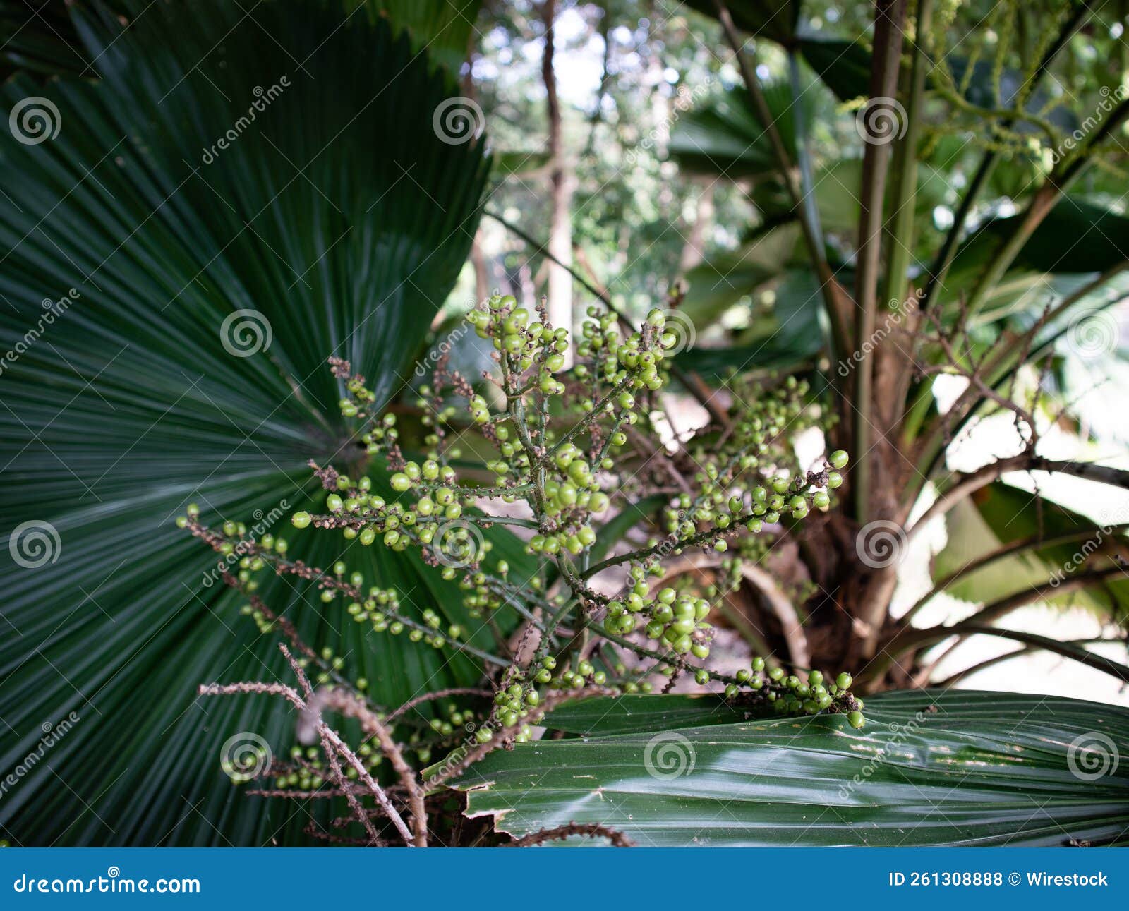Close-up Shot of Sabal Palm Tree Berries Stock Photo - Image of close ...