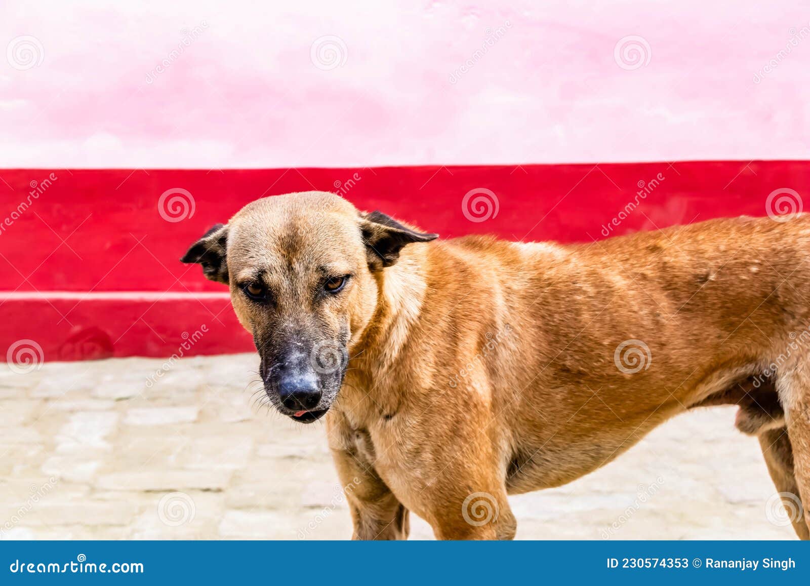Close Up Shot of a Sad Looking Stray Dog - Veterinary Concept Stock ...