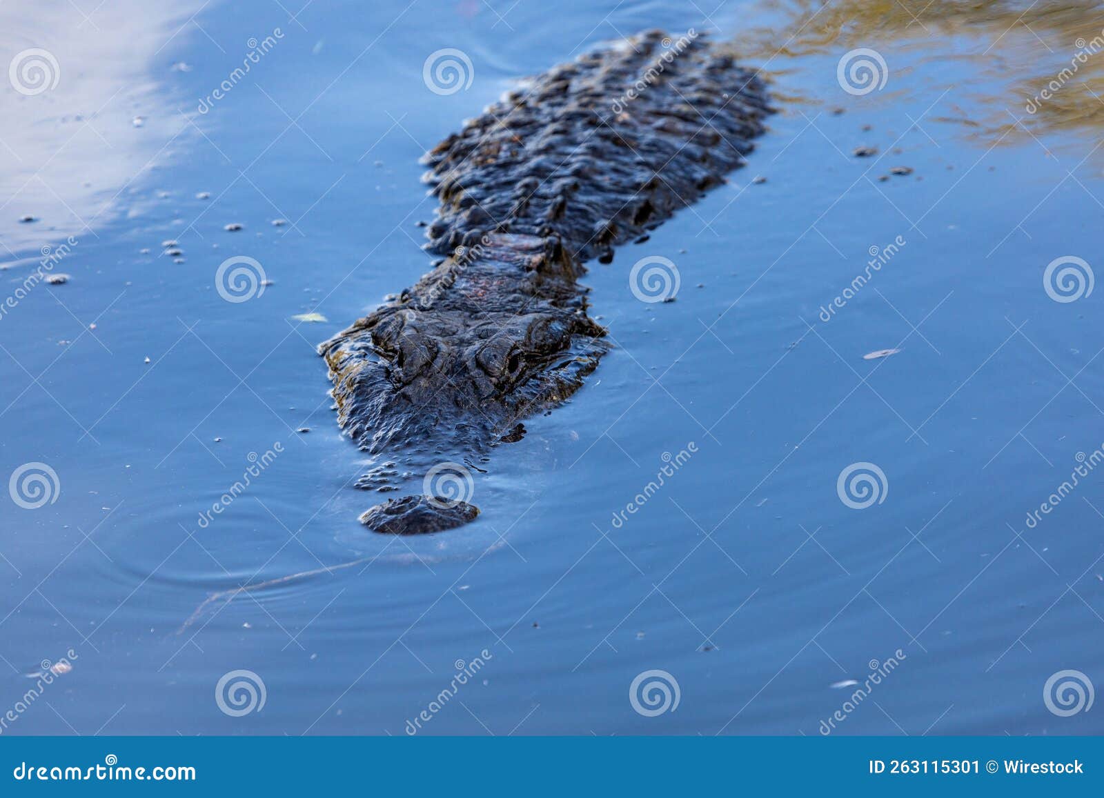 Close-up Of Saltwater Or Estuarine Crocodile Crocodylus Porosus On ...