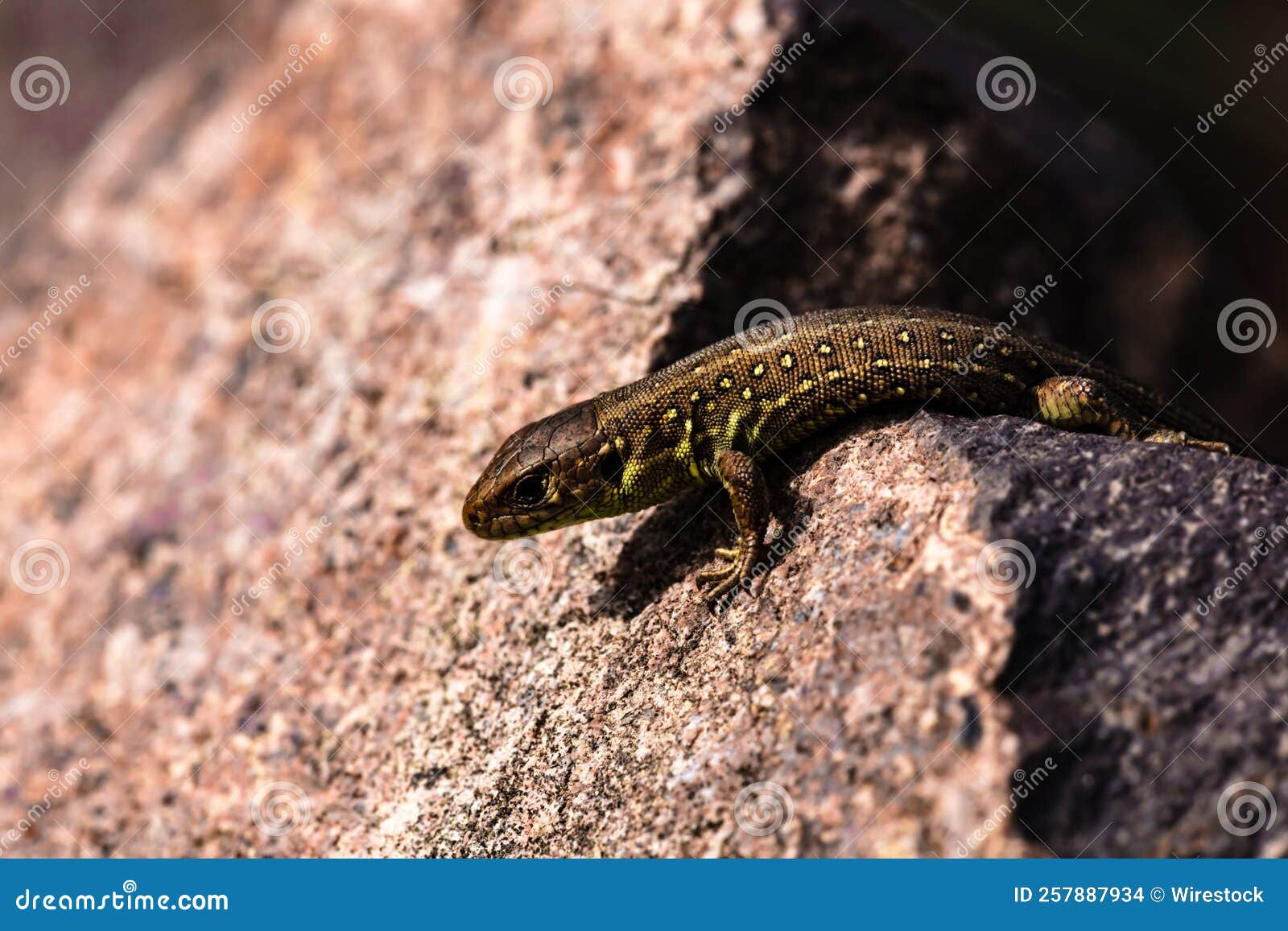 Close-up Shot of a Sand Lizard Crawling on a Rock Stock Photo - Image ...