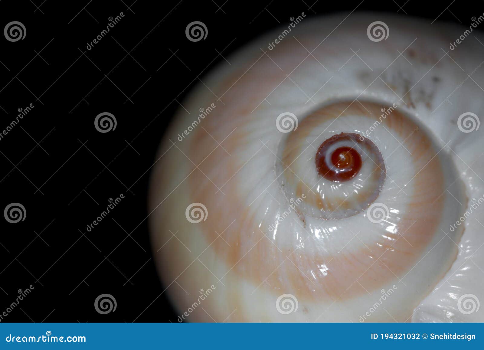 Close Up Shot of Sea Shell on Black Background Stock Photo - Image of ...