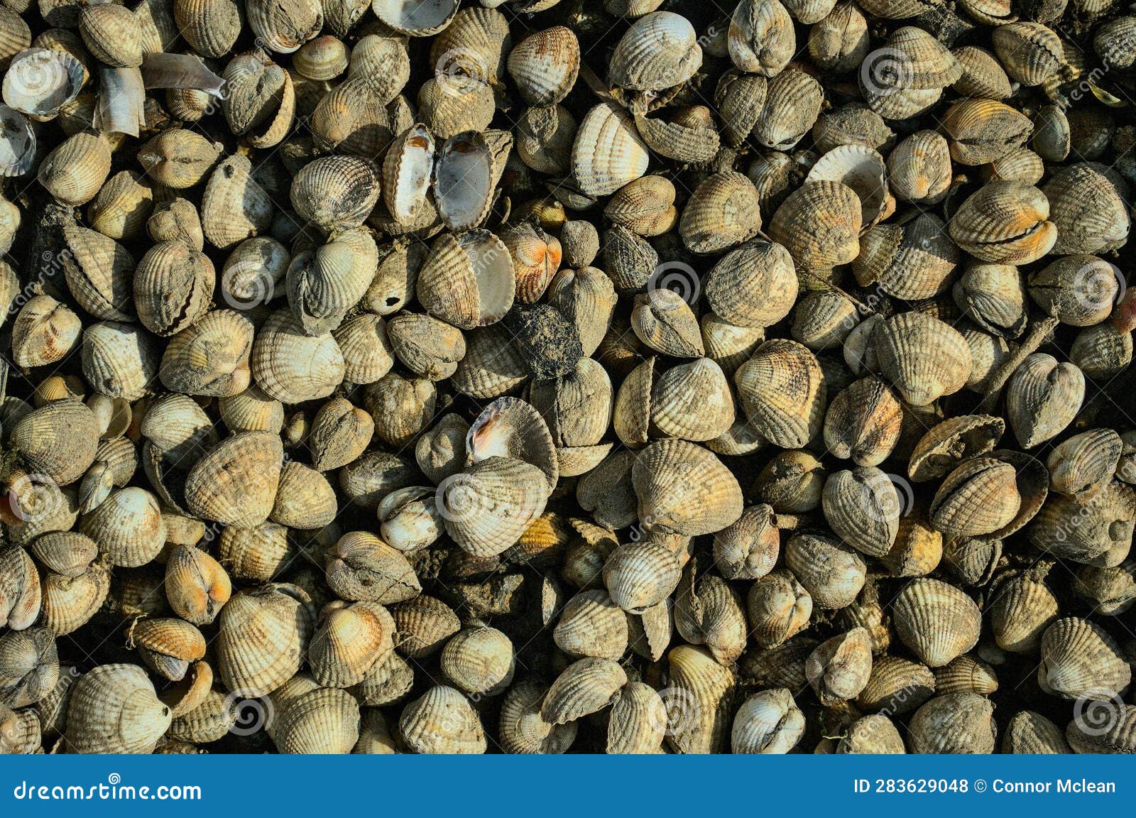 Close Up Shot of Sea Shells Stock Photo - Image of flooring, close ...
