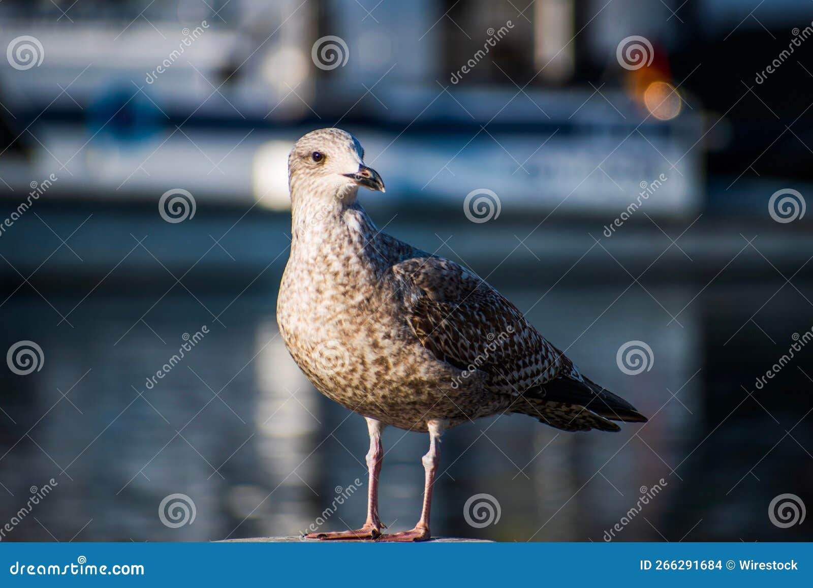 Close-up Shot of a Seagull Perched on a Post of the Seaside Stock Photo ...