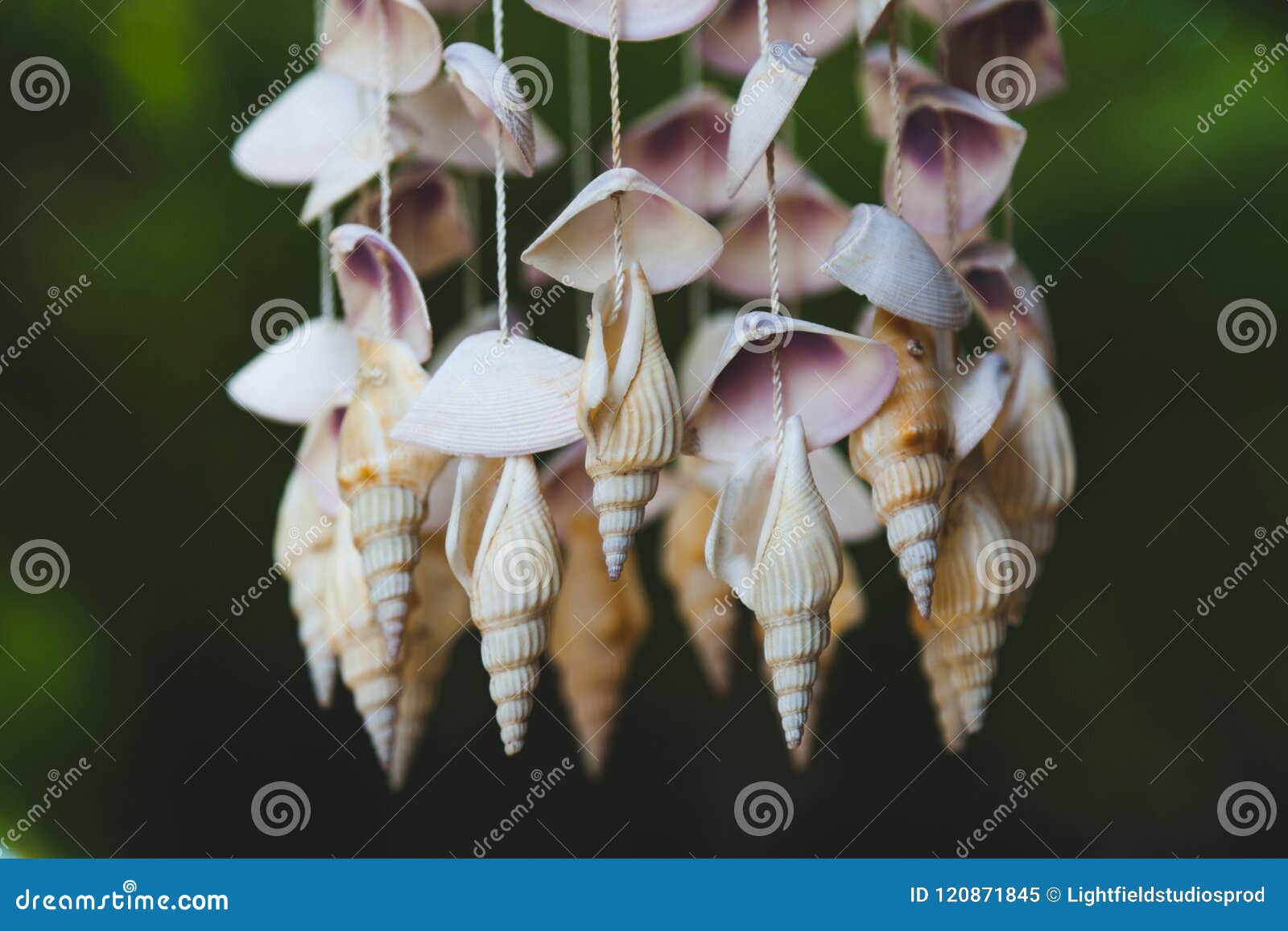 Close-up Shot of Seashells Hanging on Threads Stock Image - Image of ...