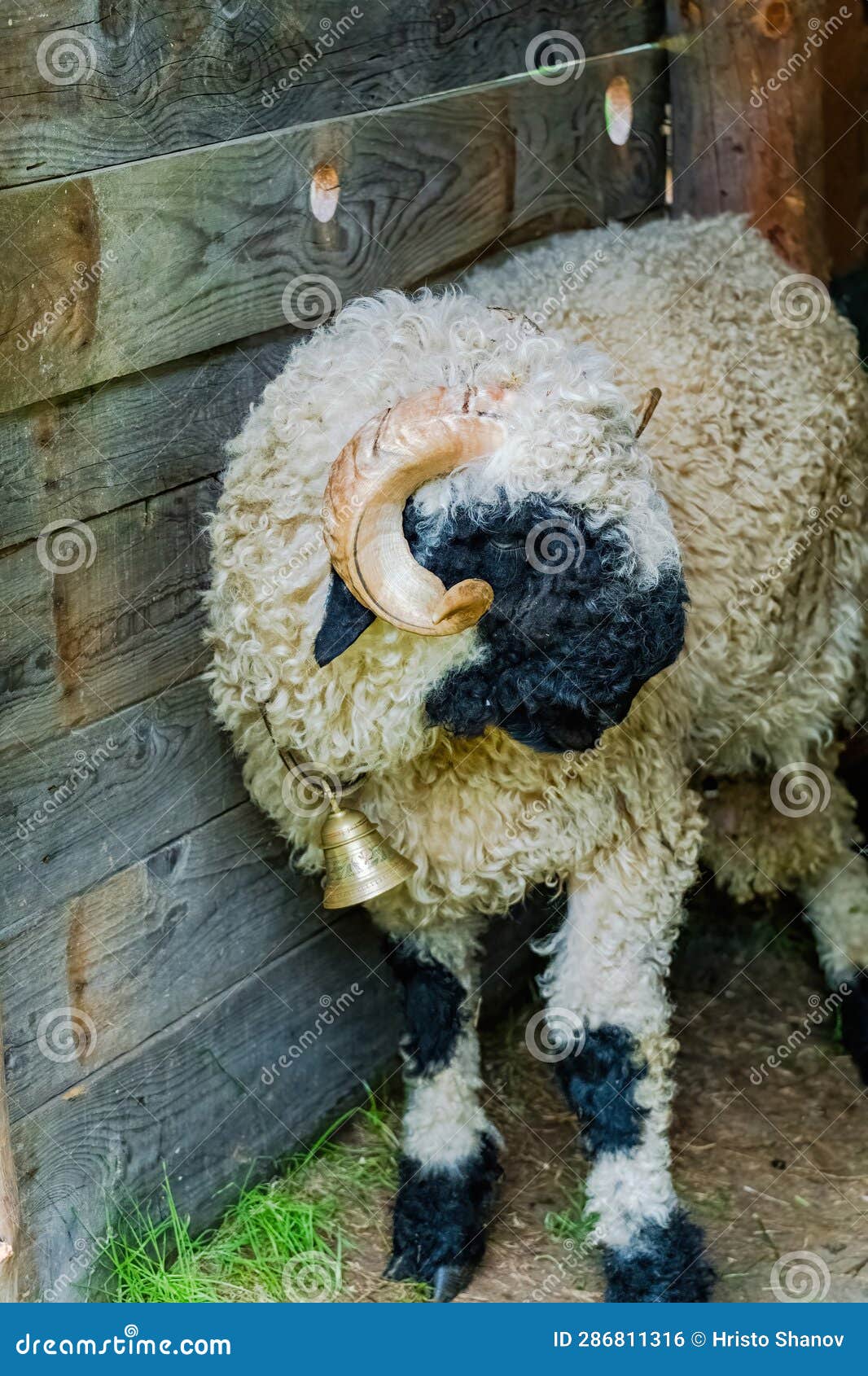 Close Up Shot of a Ship, Farm Stock Photo - Image of face, animals ...