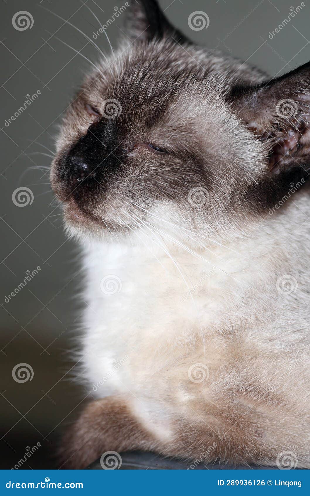 Close-up Shot of a Siamese Cat that Keeps Napping. Stock Photo - Image of table, animal: 289936126