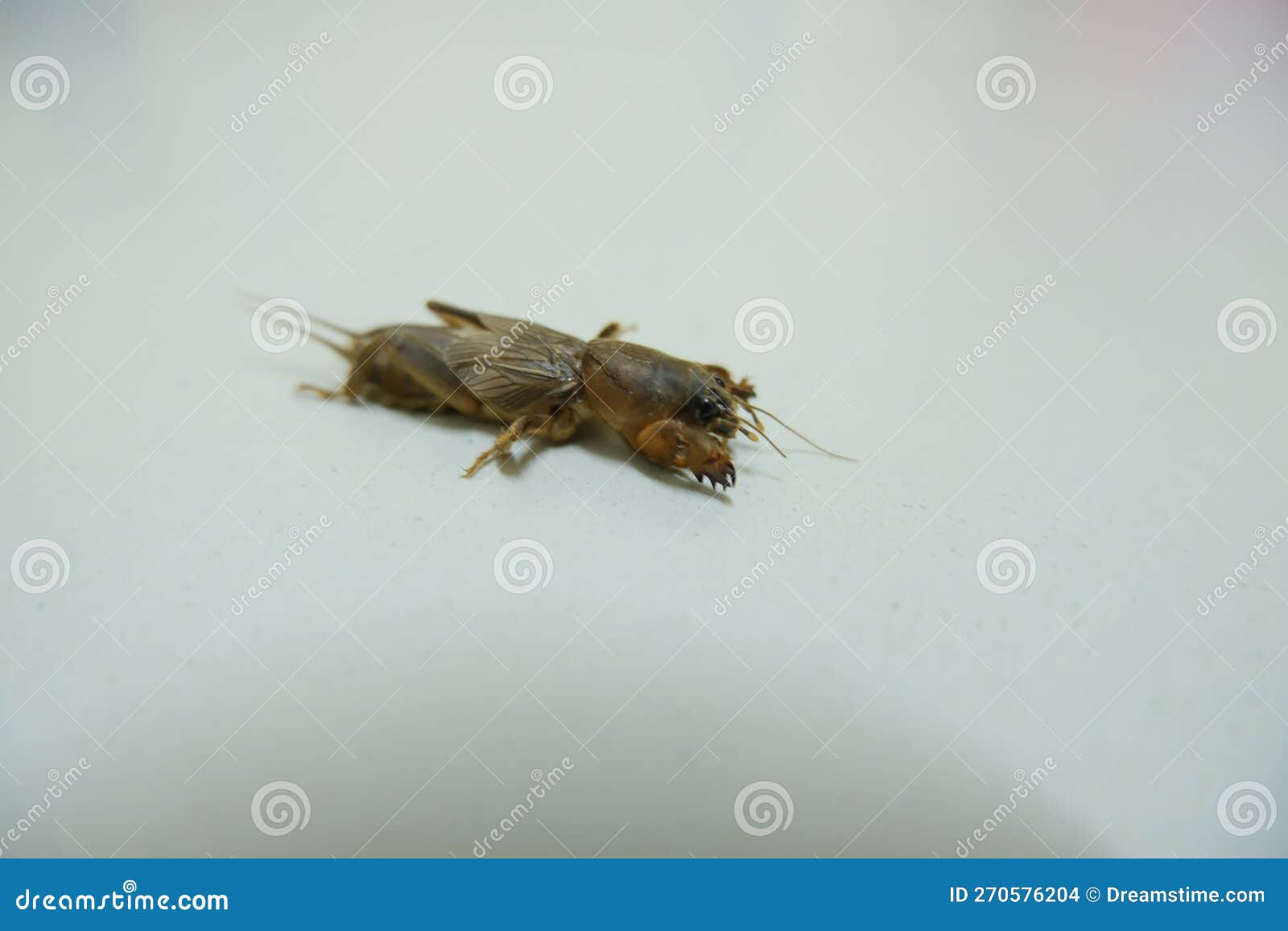 A Close-up Shot from the Side of a Yellow Bug. Stock Photo - Image of ...