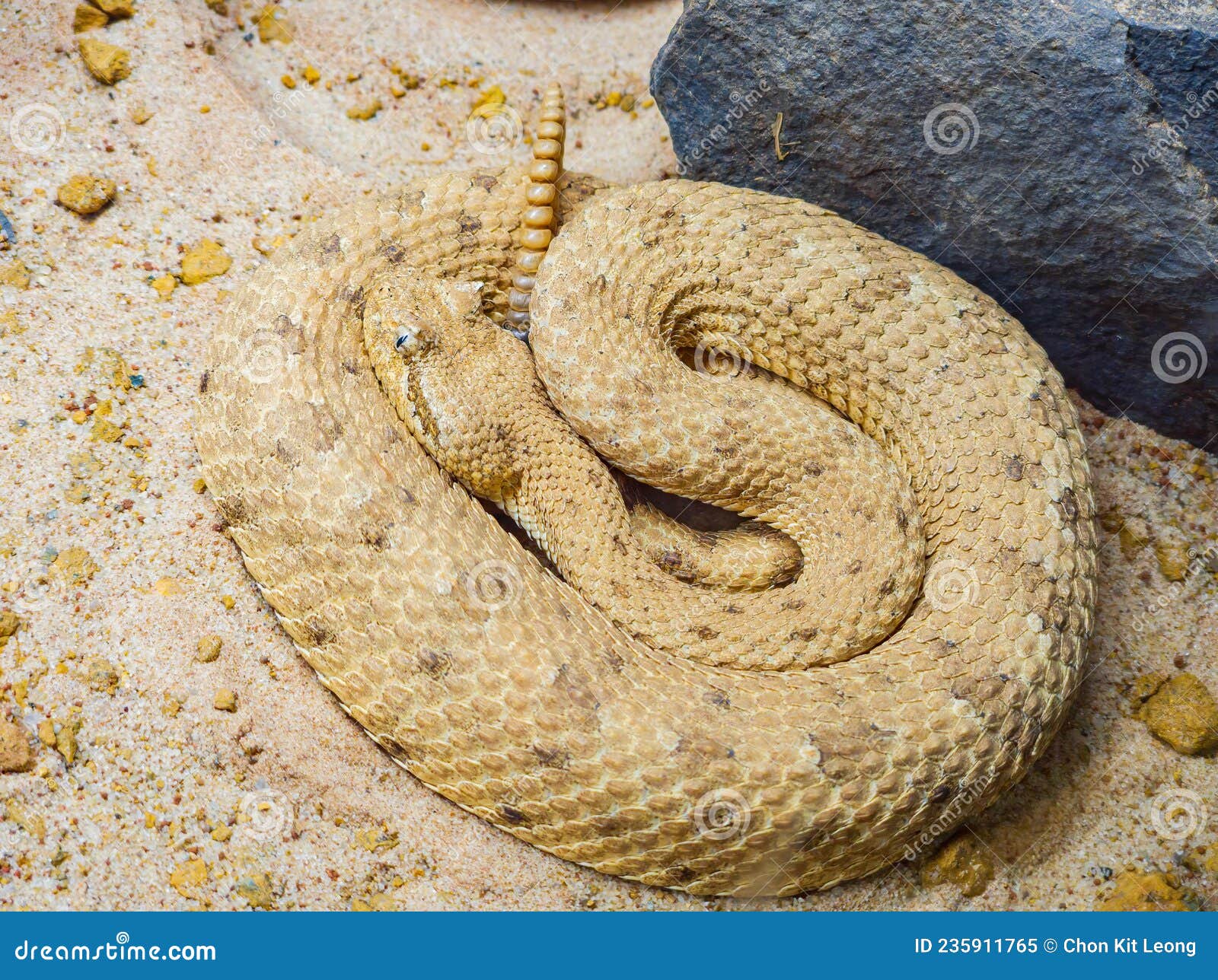Close Up Shot of a Sidewinder Snake Stock Image - Image of rattlesnakes ...