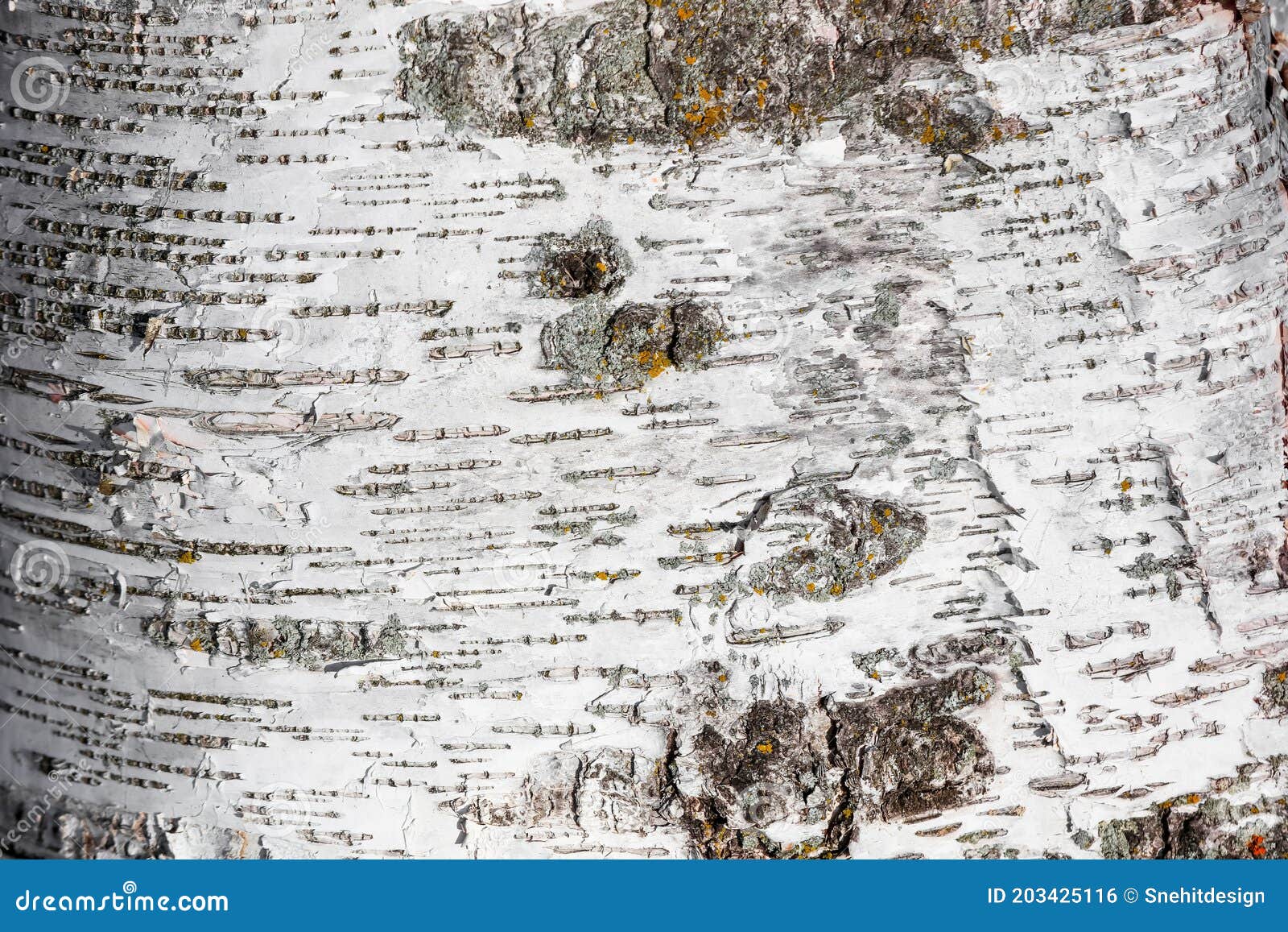 Close Up Shot of Silver Birch Tree Stem Stock Photo - Image of nature ...