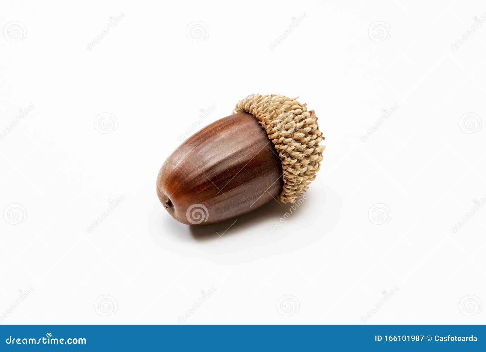 Close Up Shot of Single Acorn Stock Image - Image of seed, isolated ...