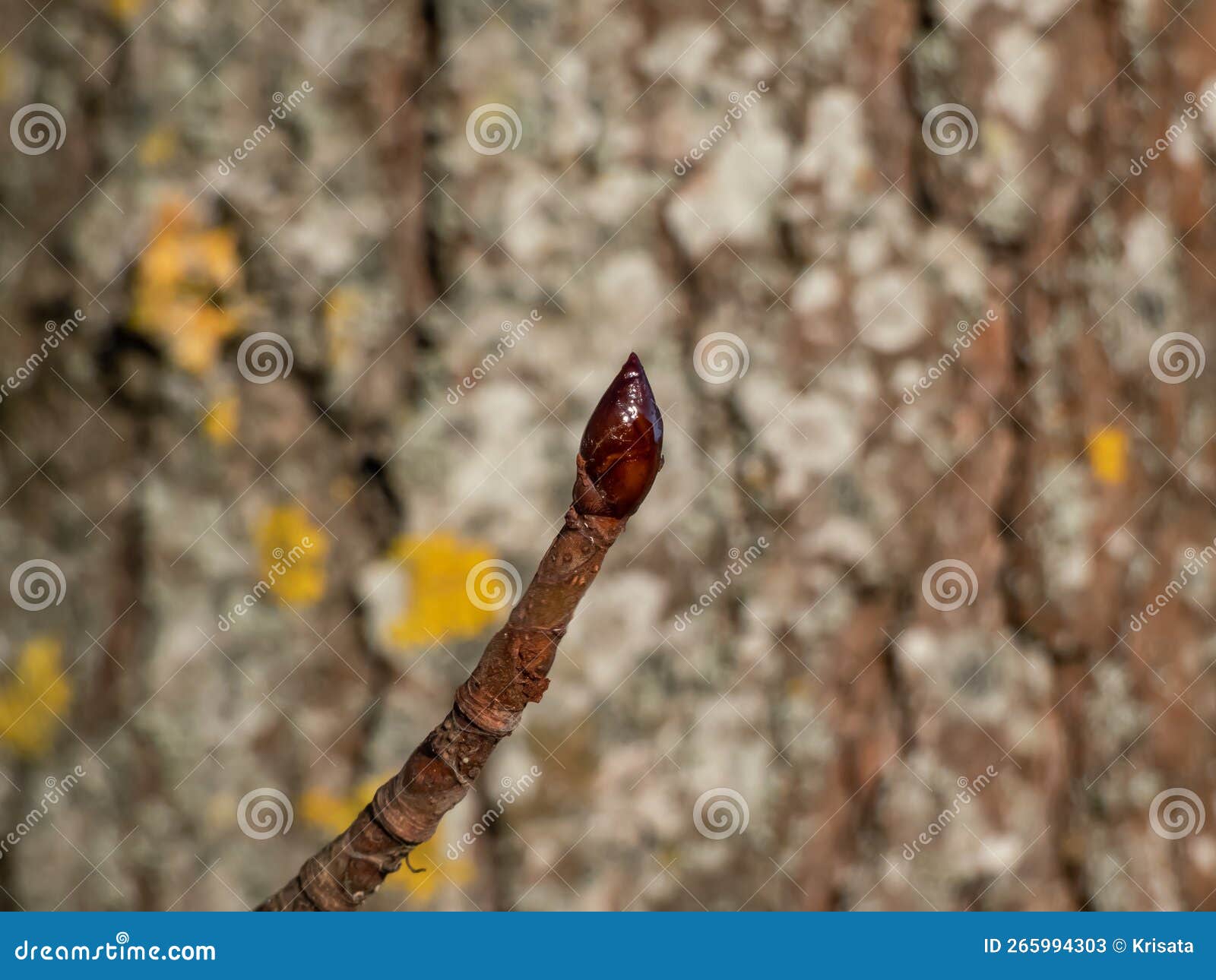 Close-up Shot of a Single Brown Leaf Bud on the End of Tree Branch with ...
