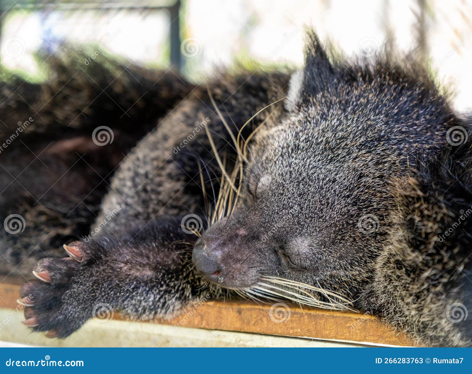 Close Up Shot of Sleeping Binturong or Bearcat Stock Image - Image of ...